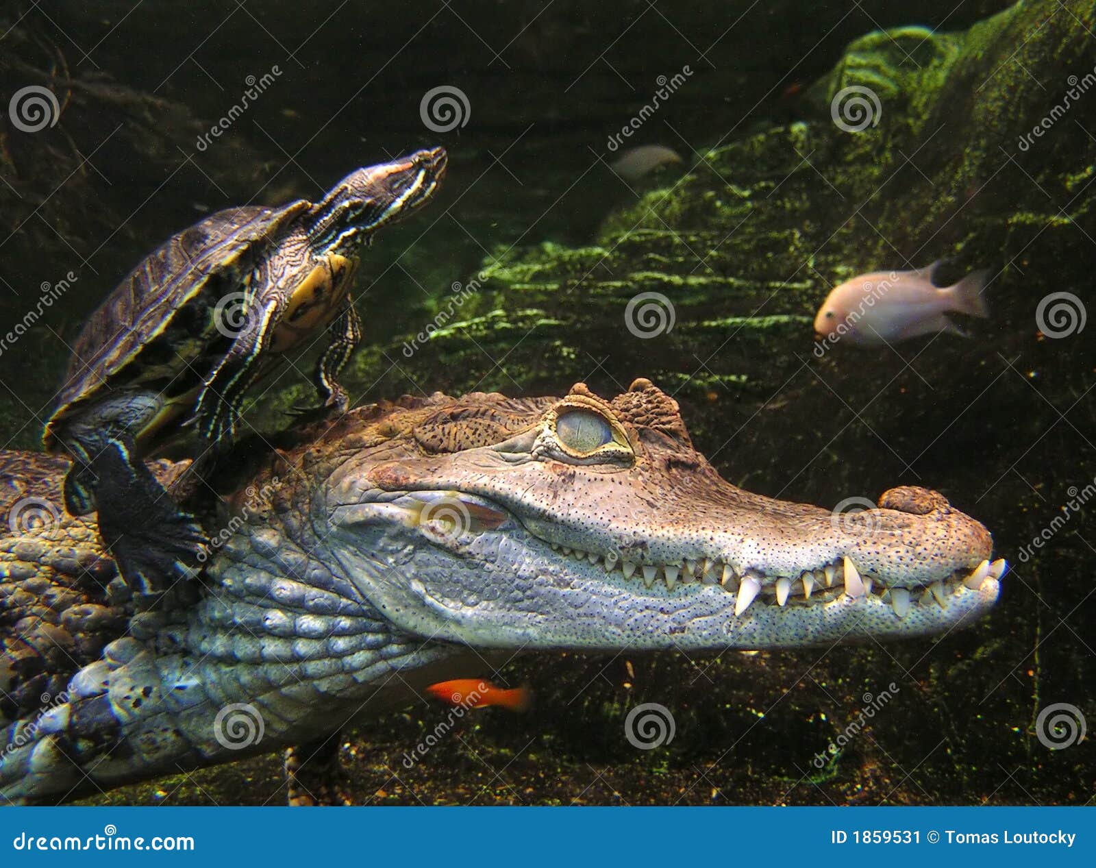 Friendship stock image. Image of hunt, macro, race, crocodile - 1859531