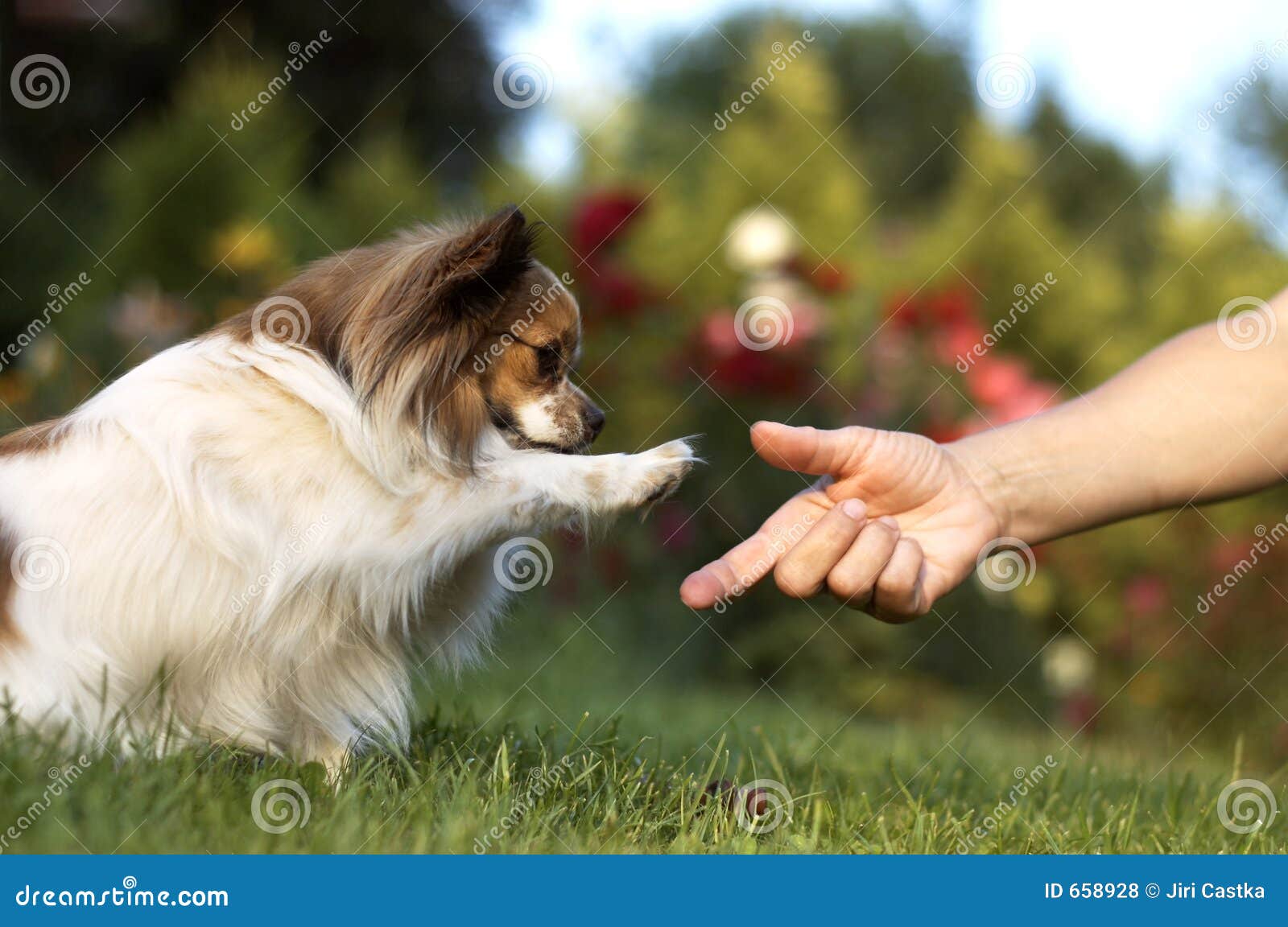 Friendship stock photo. Image of meadow, friend, papillon - 658928