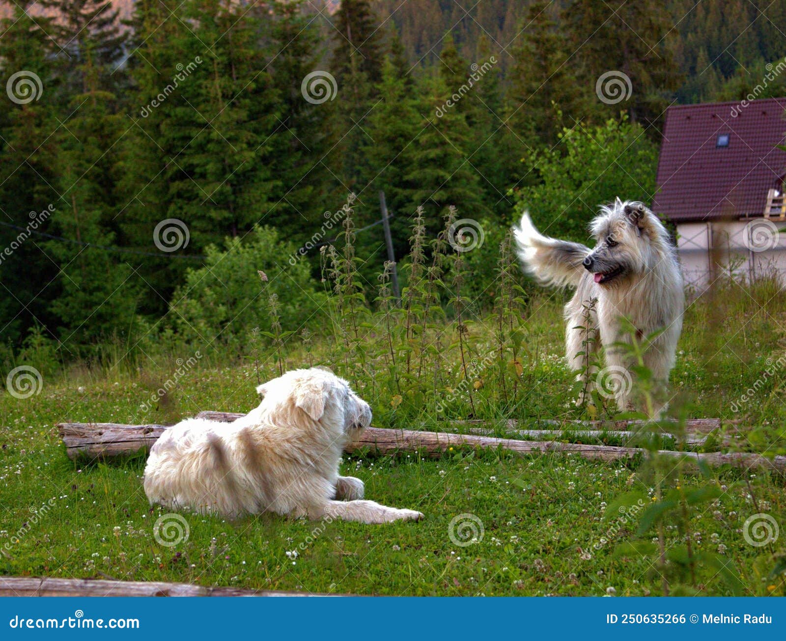 Friendship among dogs stock photo. Image of mammal, friendship - 250635266