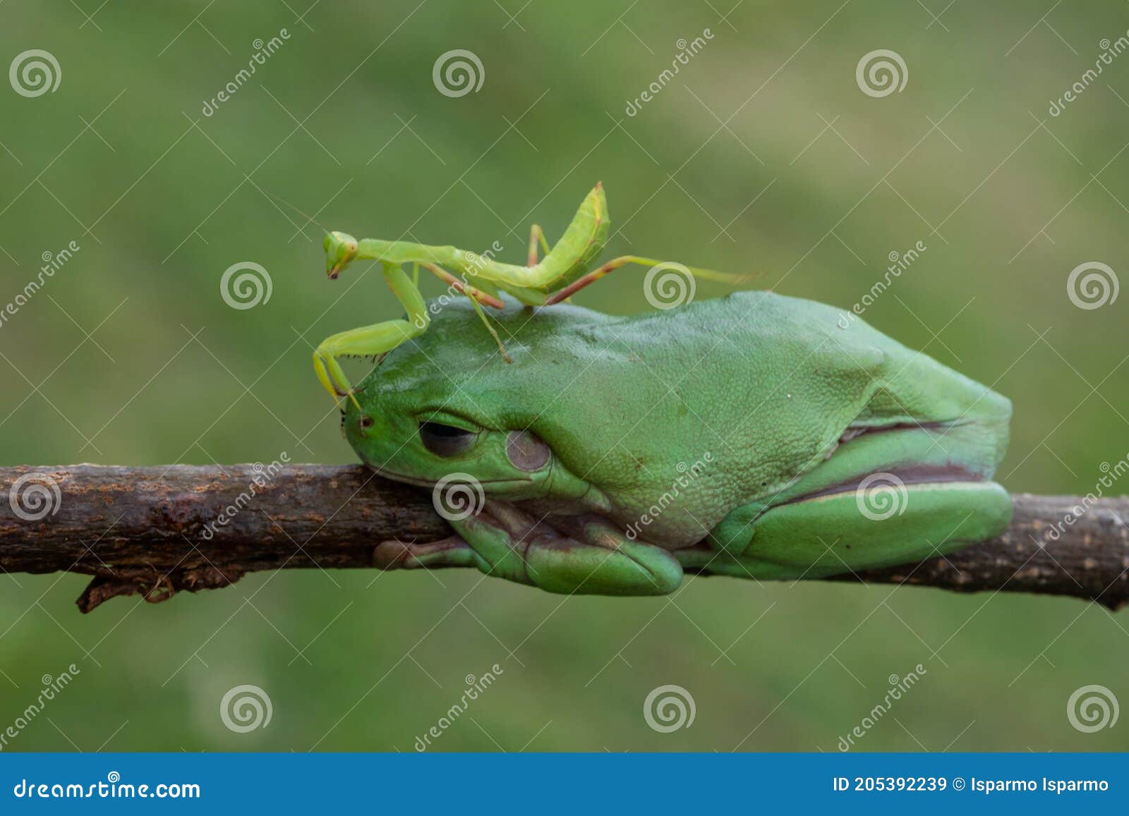 Frog And Mantis Royalty-Free Stock Image | CartoonDealer.com #87896338