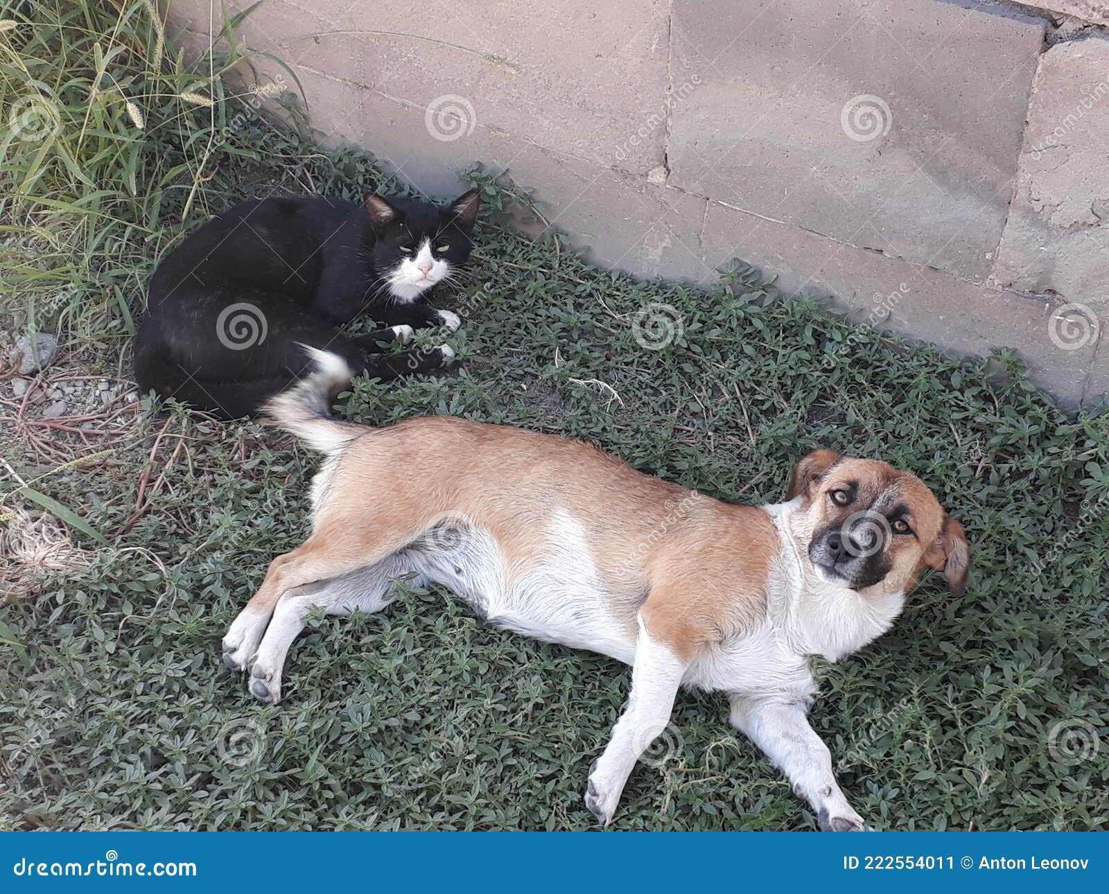 Friendship of a Black Cat and a Red Dog Stock Image - Image of ...