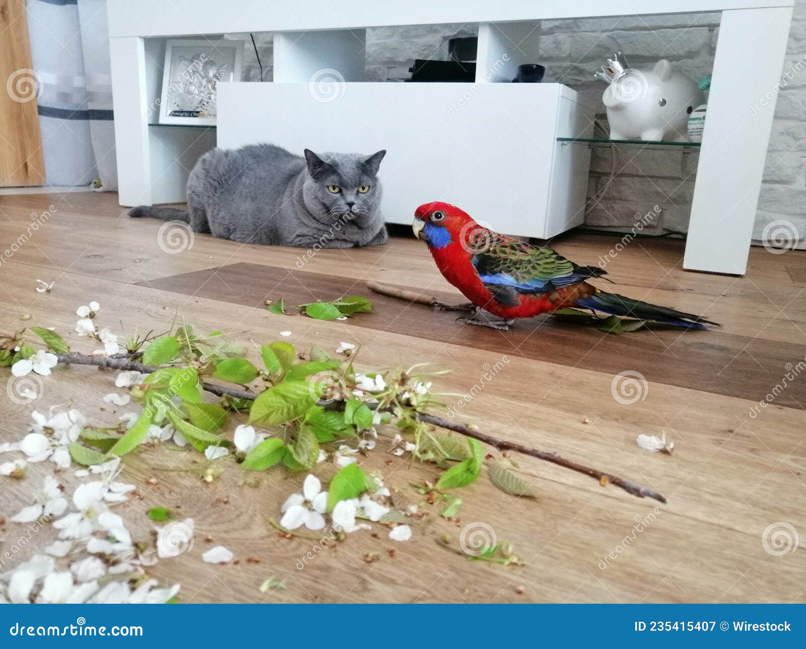 Friendship of the Cat and the Parrot. Stock Image - Image of portrait ...
