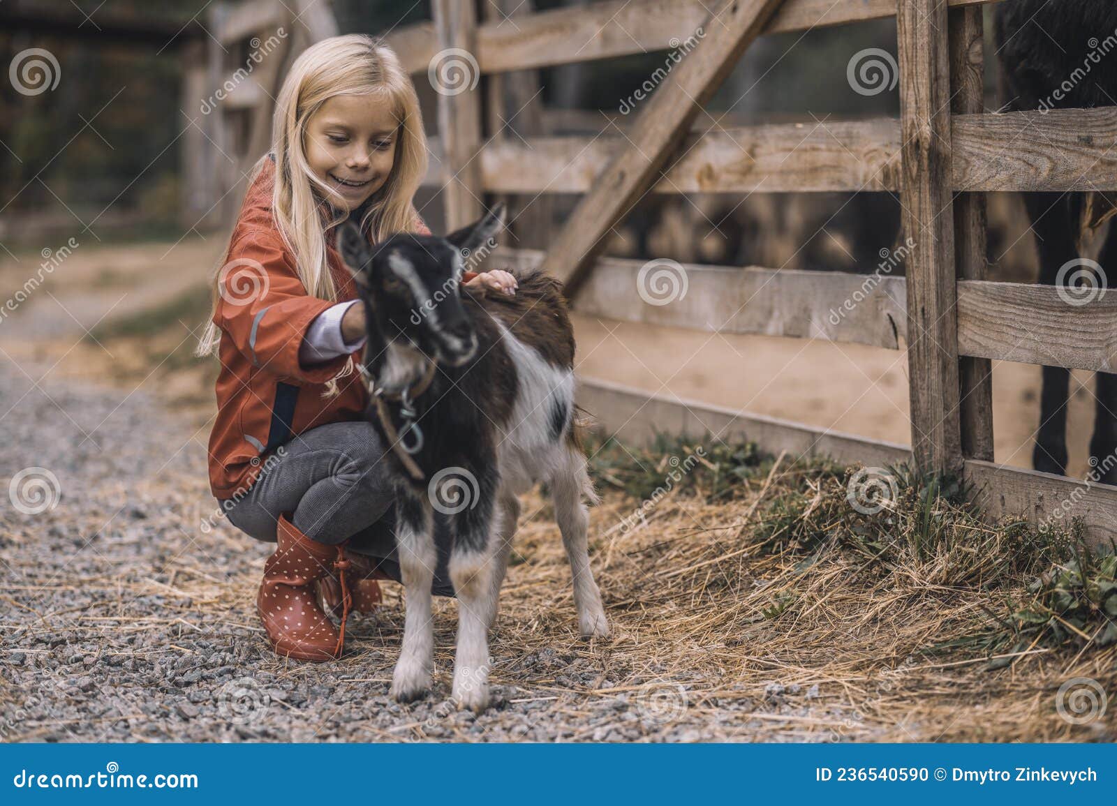 A Cute Gilr Stroking a Small Goatling Stock Photo - Image of caucasian ...