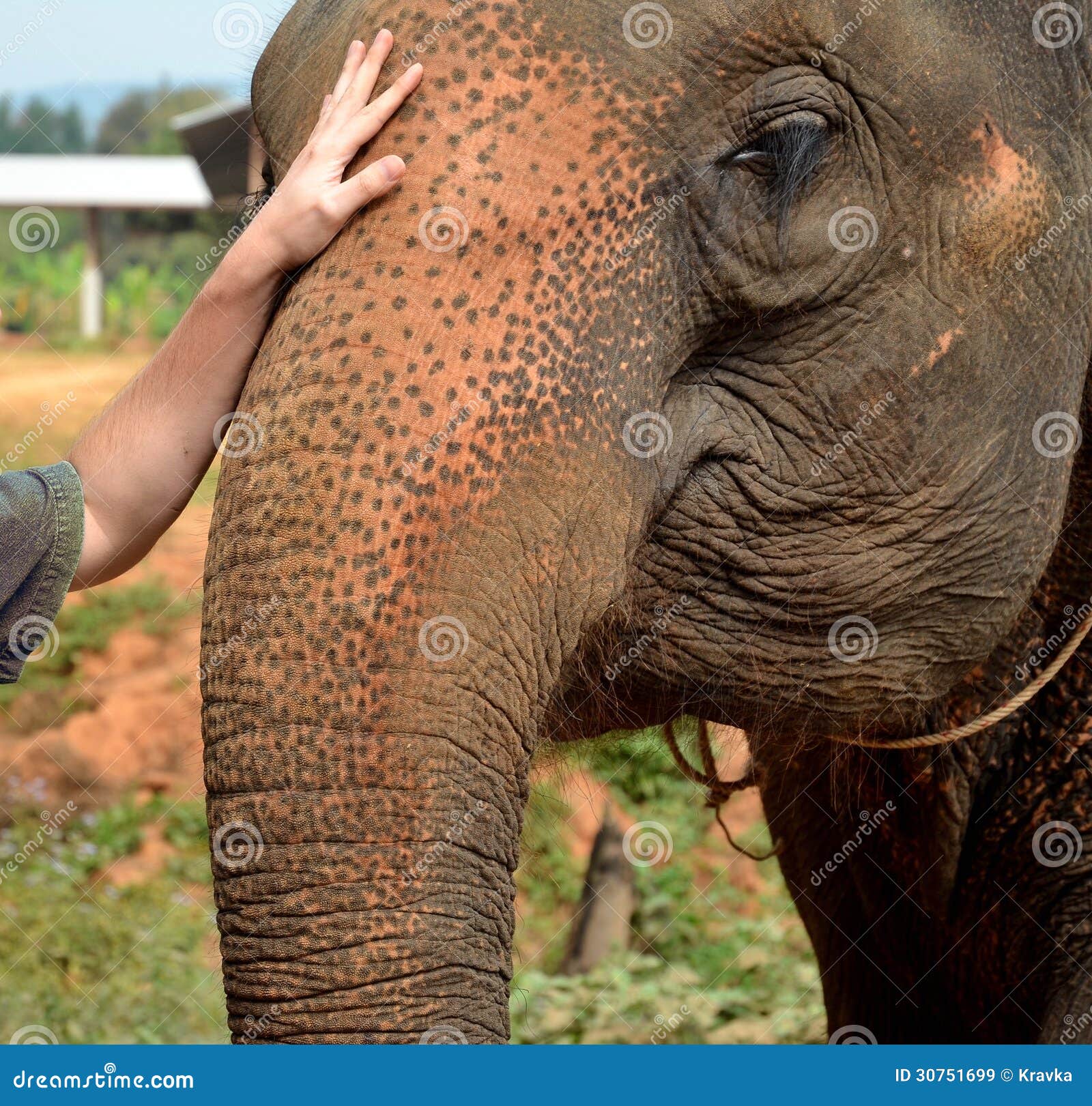 Friendship between Elephant and Man Stock Image - Image of contact ...