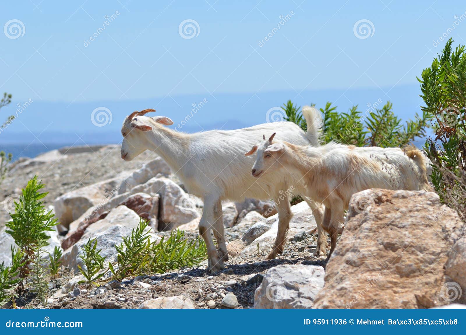 Goat Chap Stock Photos - Free & Royalty-Free Stock Photos from Dreamstime
