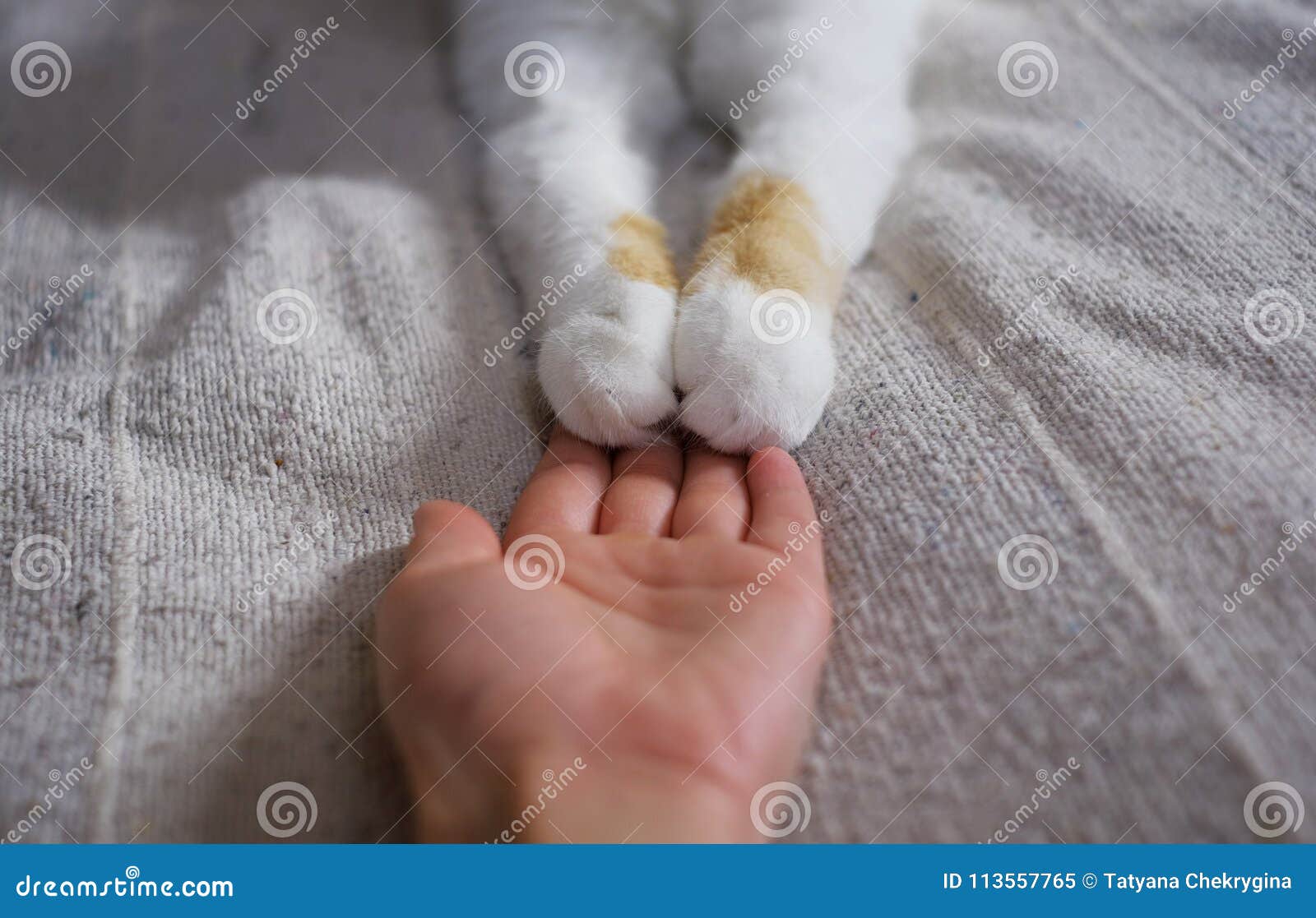 Friendship between Human and Cat. Paws are on the Hand. Stock Image ...