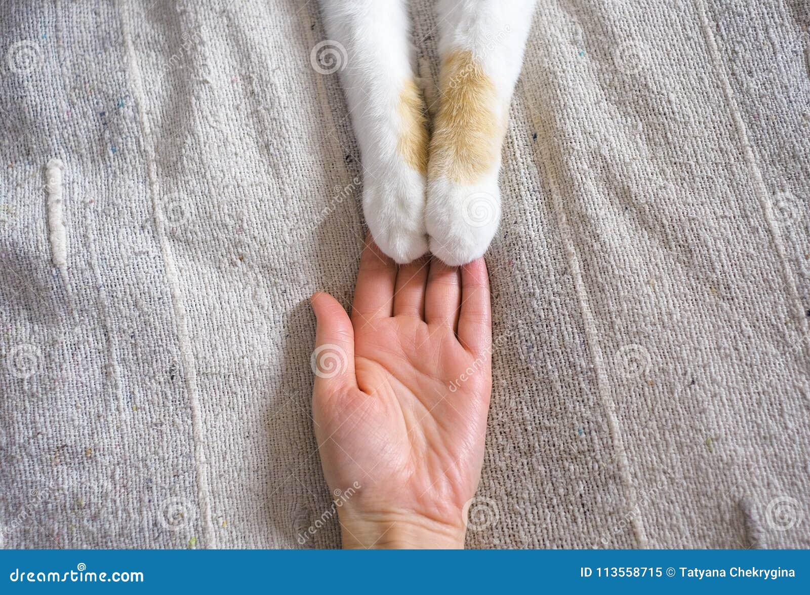Friendship between Human and Cat. Paws are on the Hand. Stock Image ...