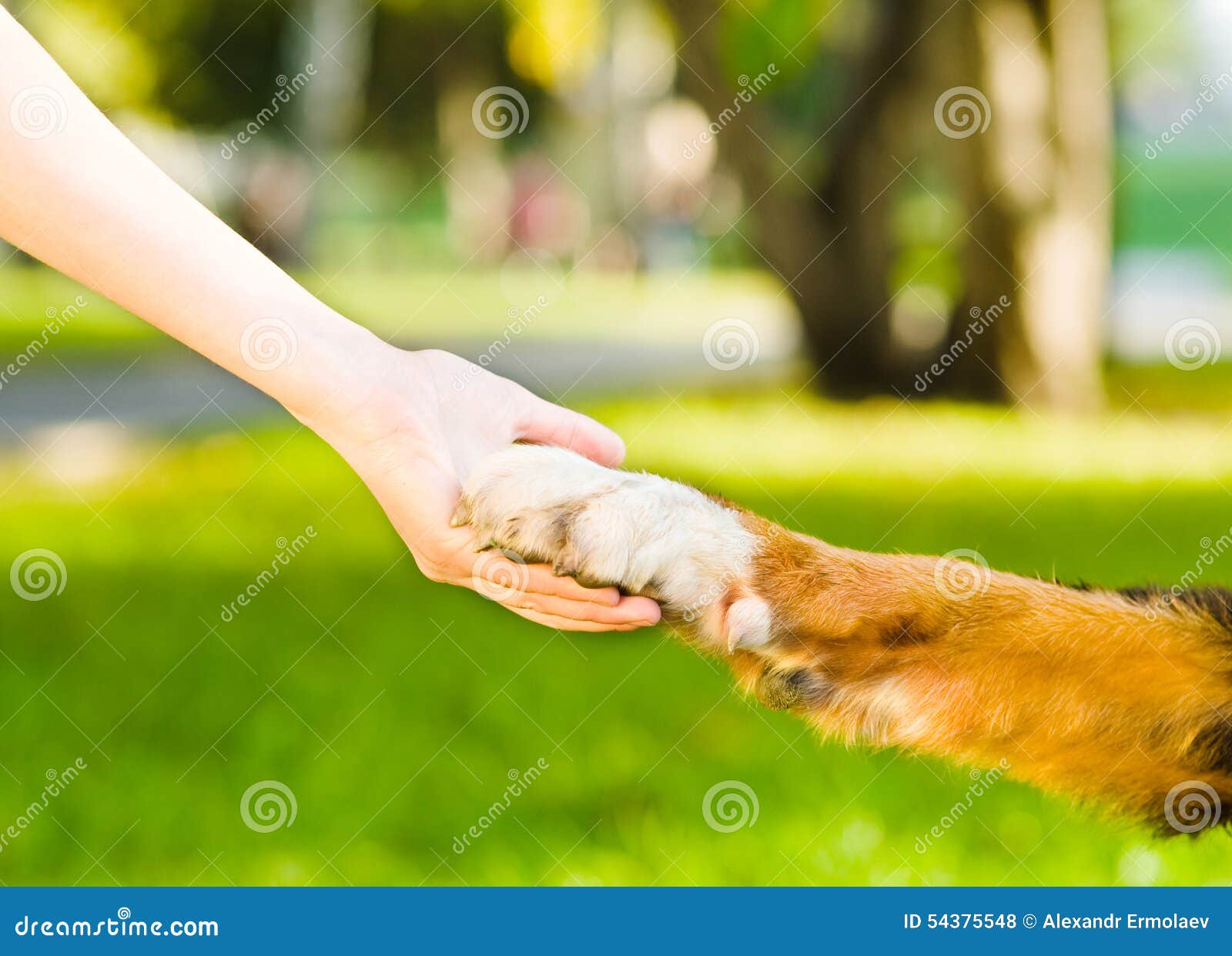 Friendship between Human and Dog - Shaking Hand and Paw Stock Photo ...