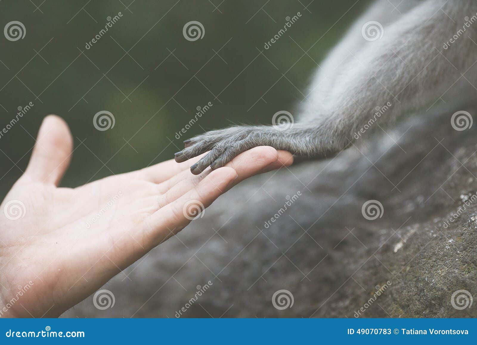 Friendship stock image. Image of friendship, bali, nature - 49070783