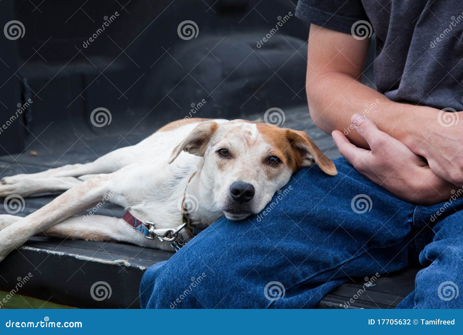 Friendship & Loyalty stock photo. Image of love, leash - 17705632