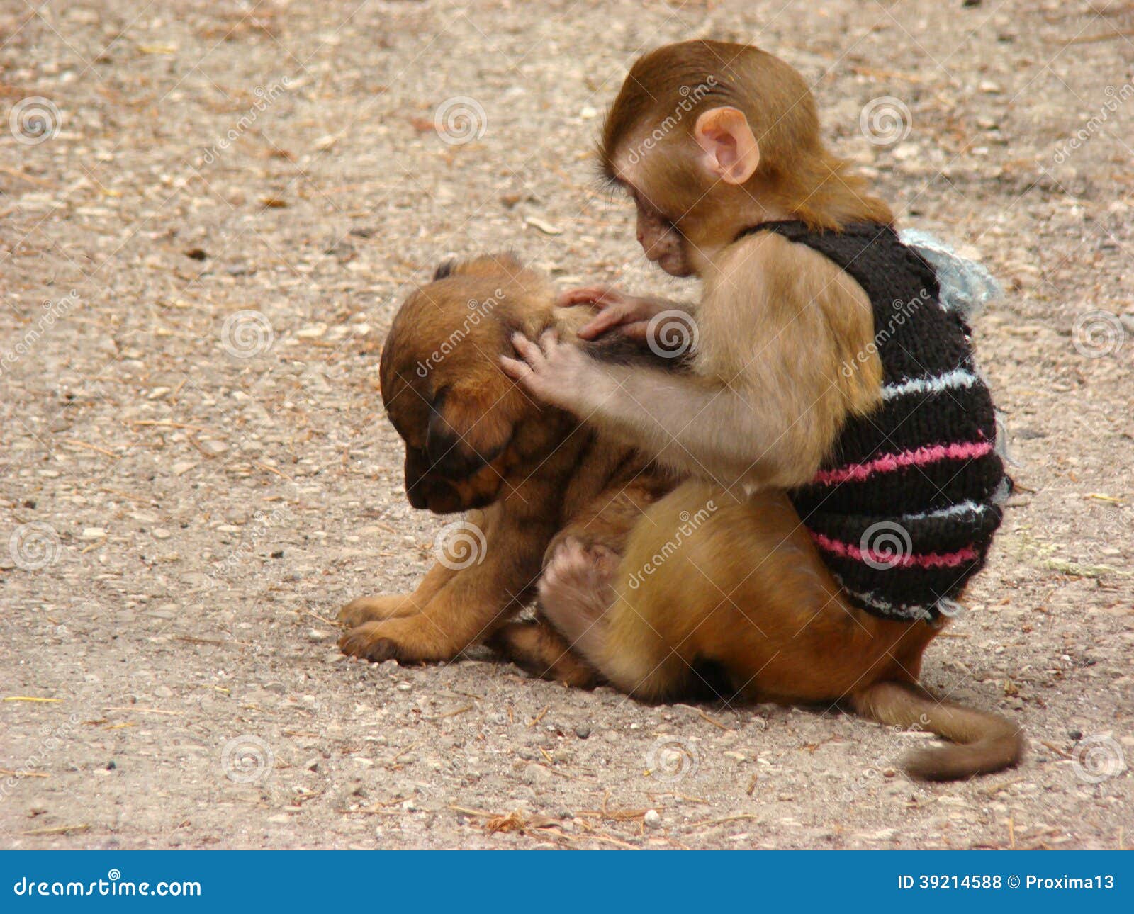 Monkey and a puppy stock photo. Image of search, monkey - 39214588