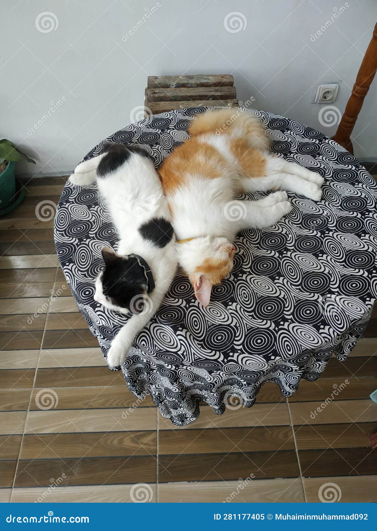 The Friendship of Two Cats Who are always Together Stock Image - Image ...