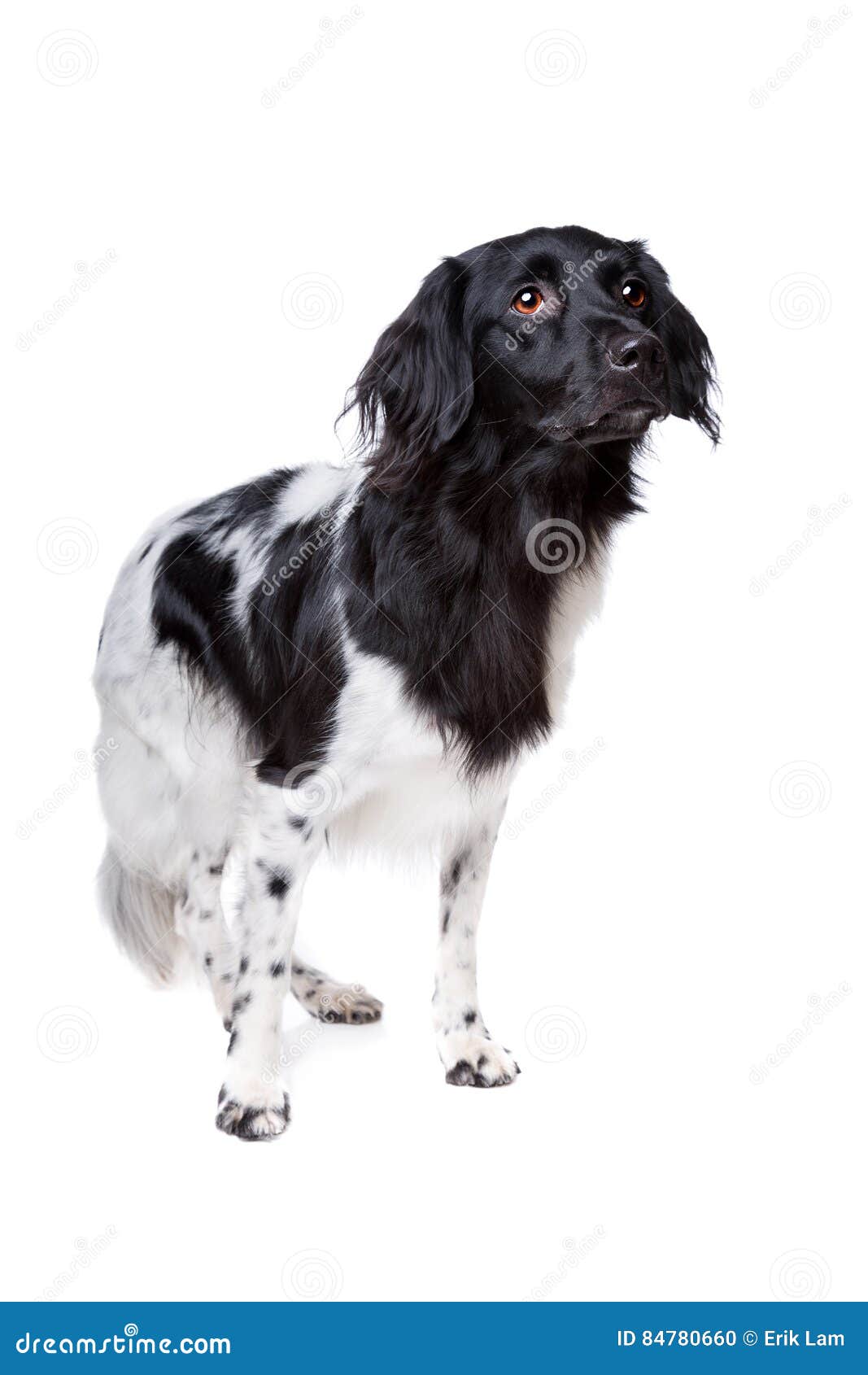 Friese Stabij, Frisian Pointer Stock Photo - Image of purebred, stabij ...