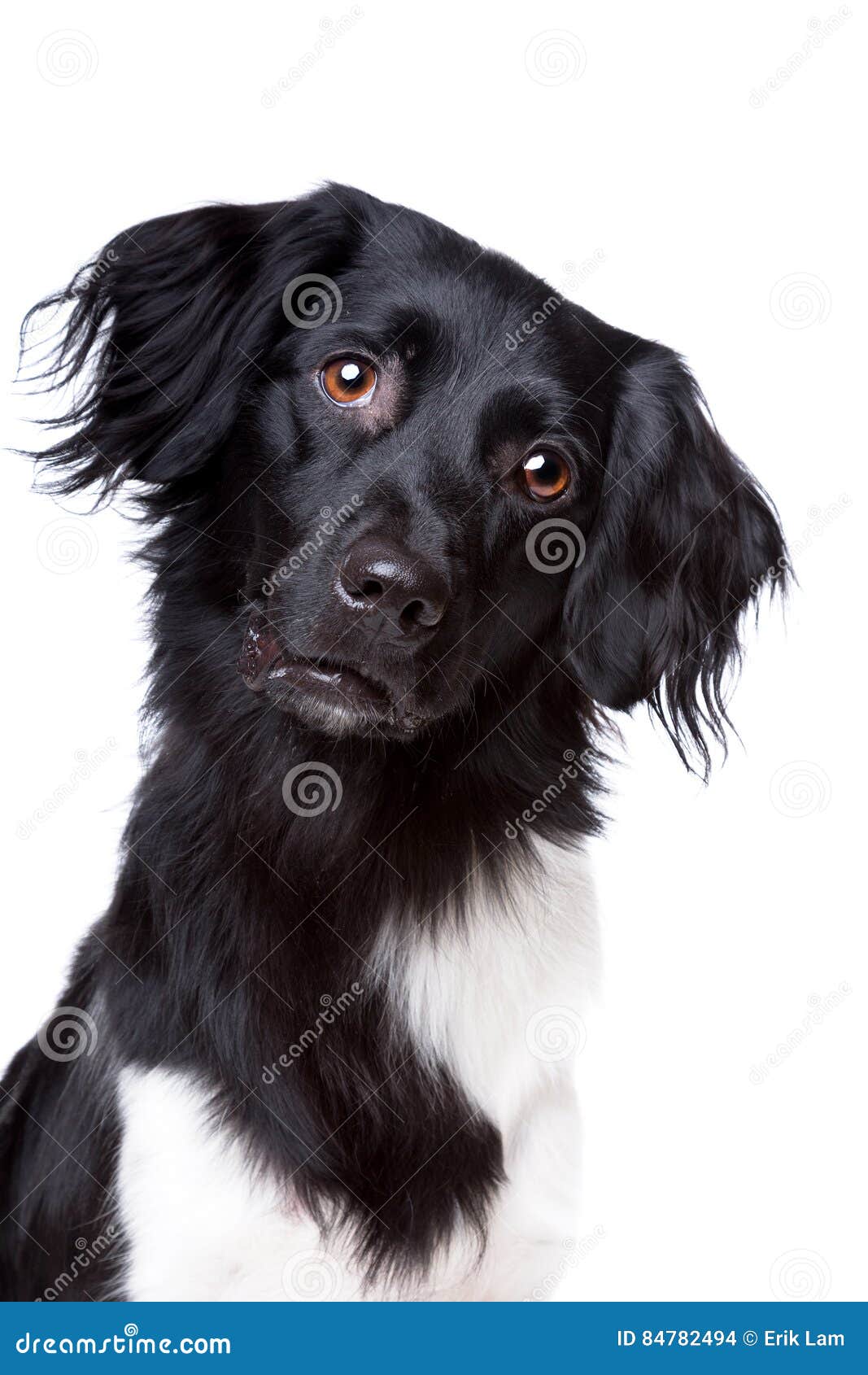 Friese Stabij, Frisian-wijzer Stock Foto - Image of jacht, binnenlands ...