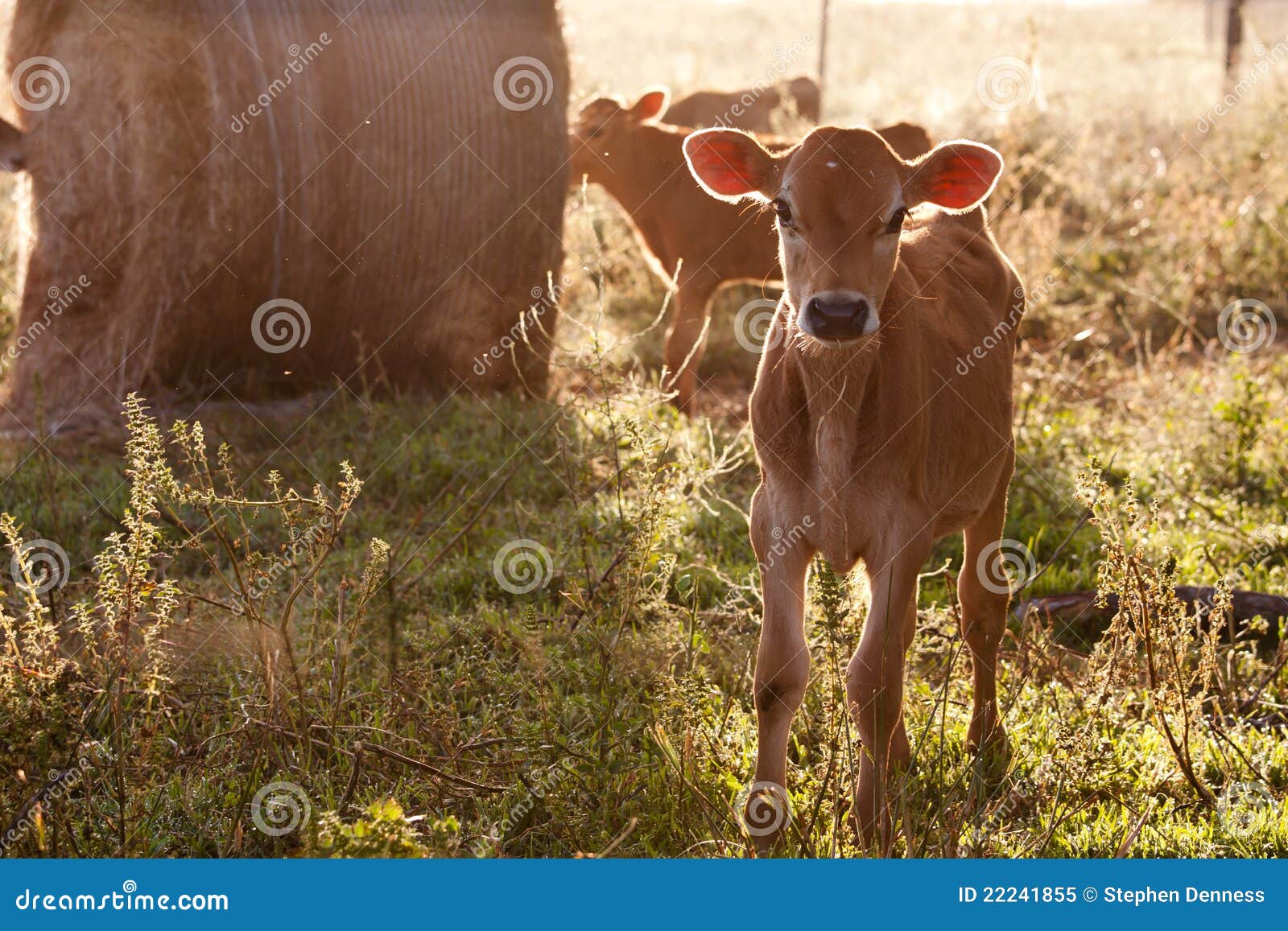 Friesen Dairy Cow Calf Standing in Grass Stock Image - Image of animals ...