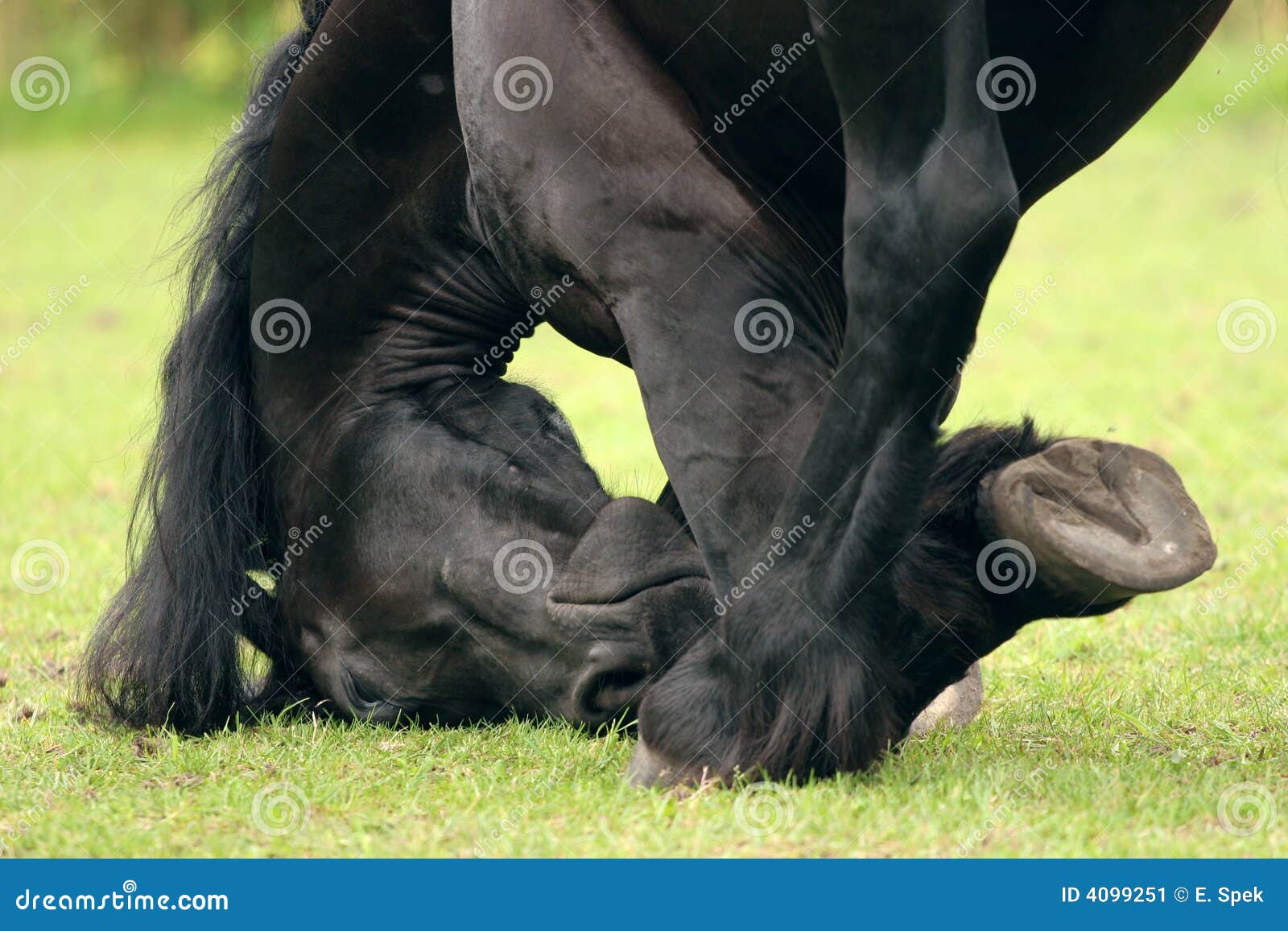 Friesian close-up stock image. Image of horses, circus - 4099251