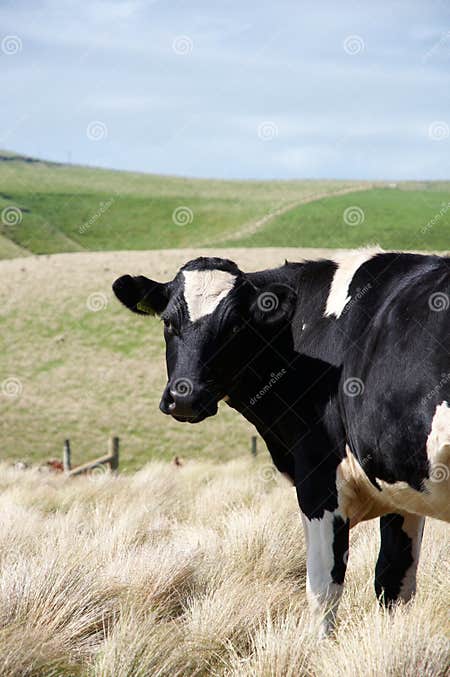 Friesian cow stock photo. Image of black, zealand, grass - 13210016