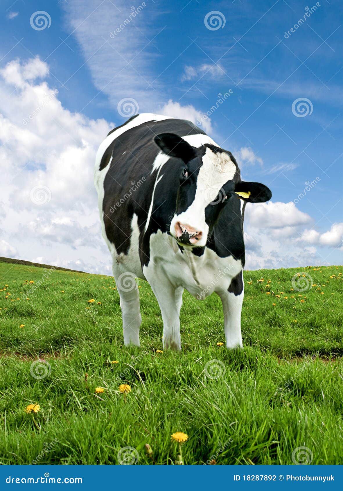 Friesian Cow stock photo. Image of mammal, friesian, curious - 18287892