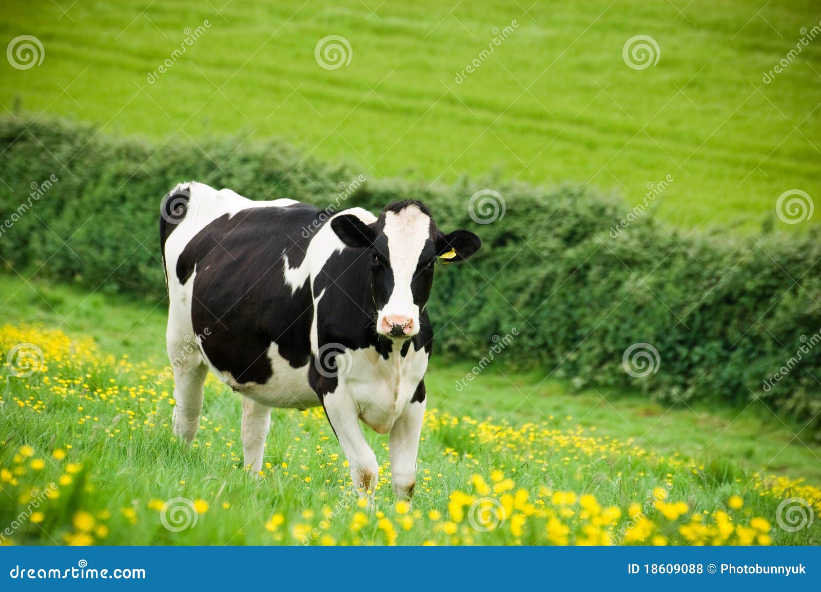 Friesian cow. stock photo. Image of holstein, agriculture - 18609088
