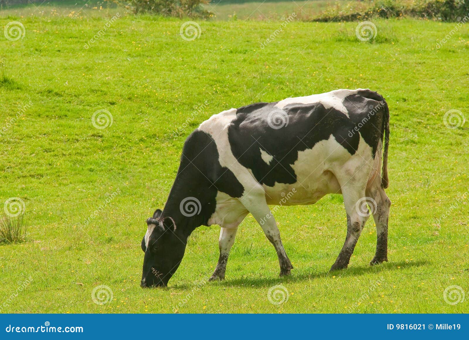 Friesian Cow grazing stock image. Image of grazing, english - 9816021