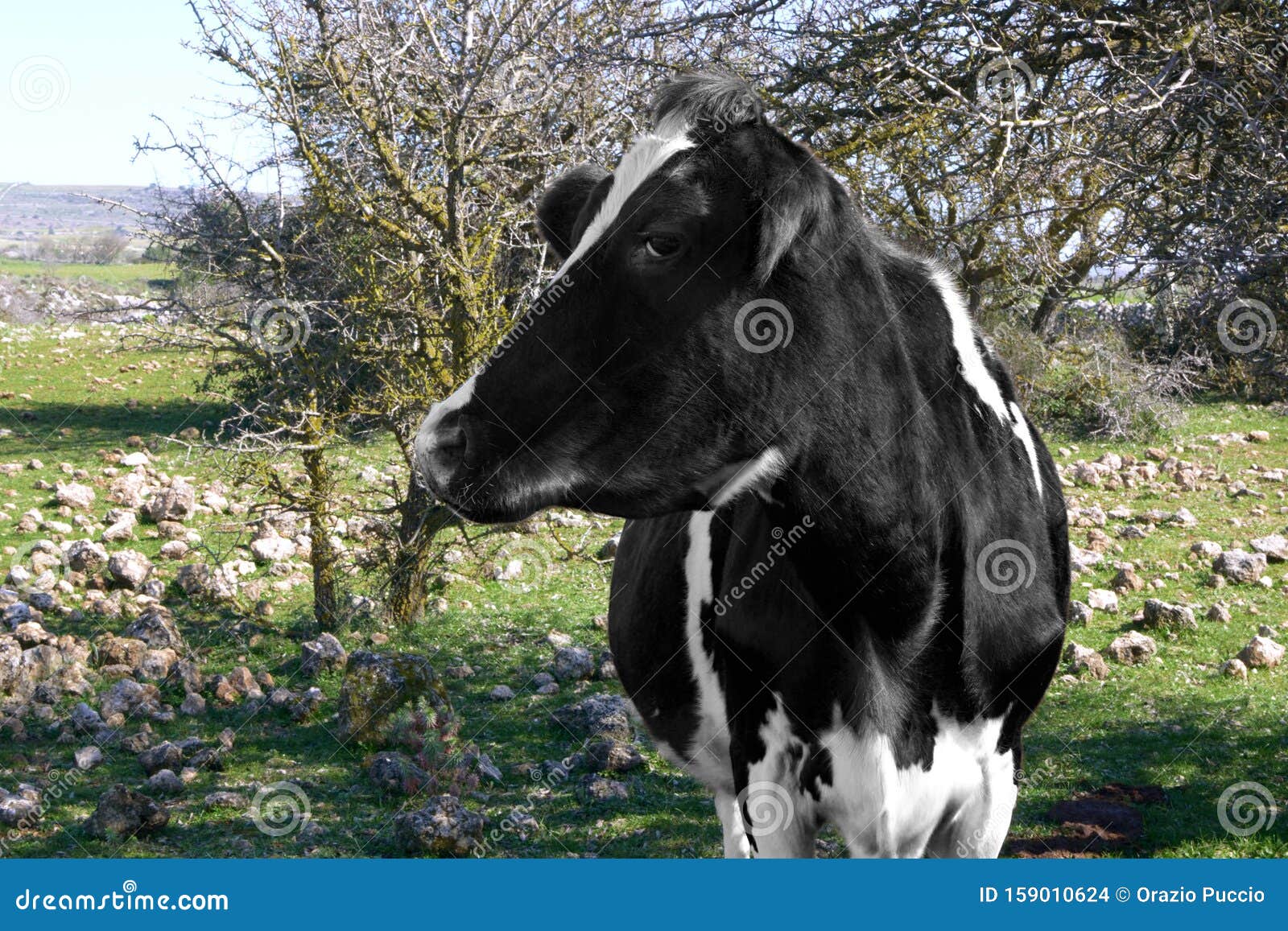 Friesian cow in the wild stock photo. Image of agriculture - 159010624
