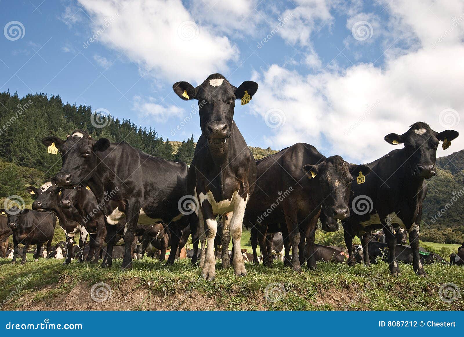 Friesian Cows stock photo. Image of farm, beef, produce - 8087212