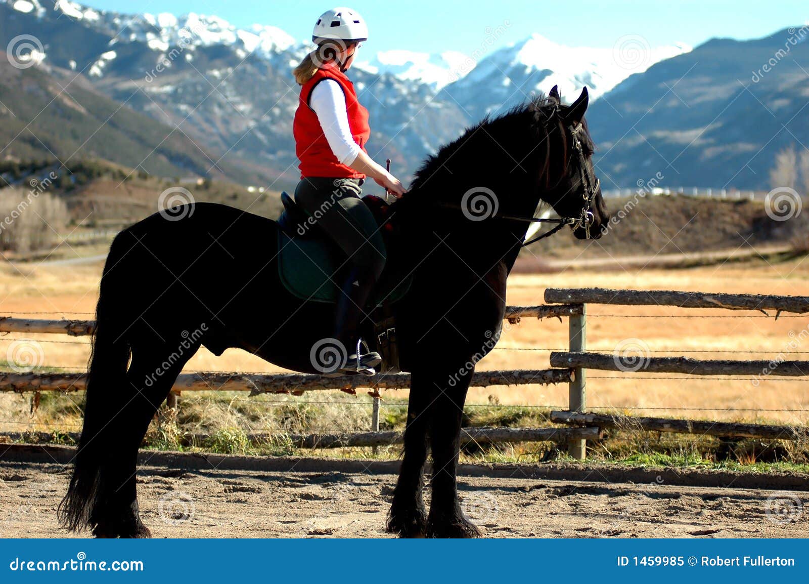 Friesian equestrienne stock image. Image of mounted, girl - 1459985