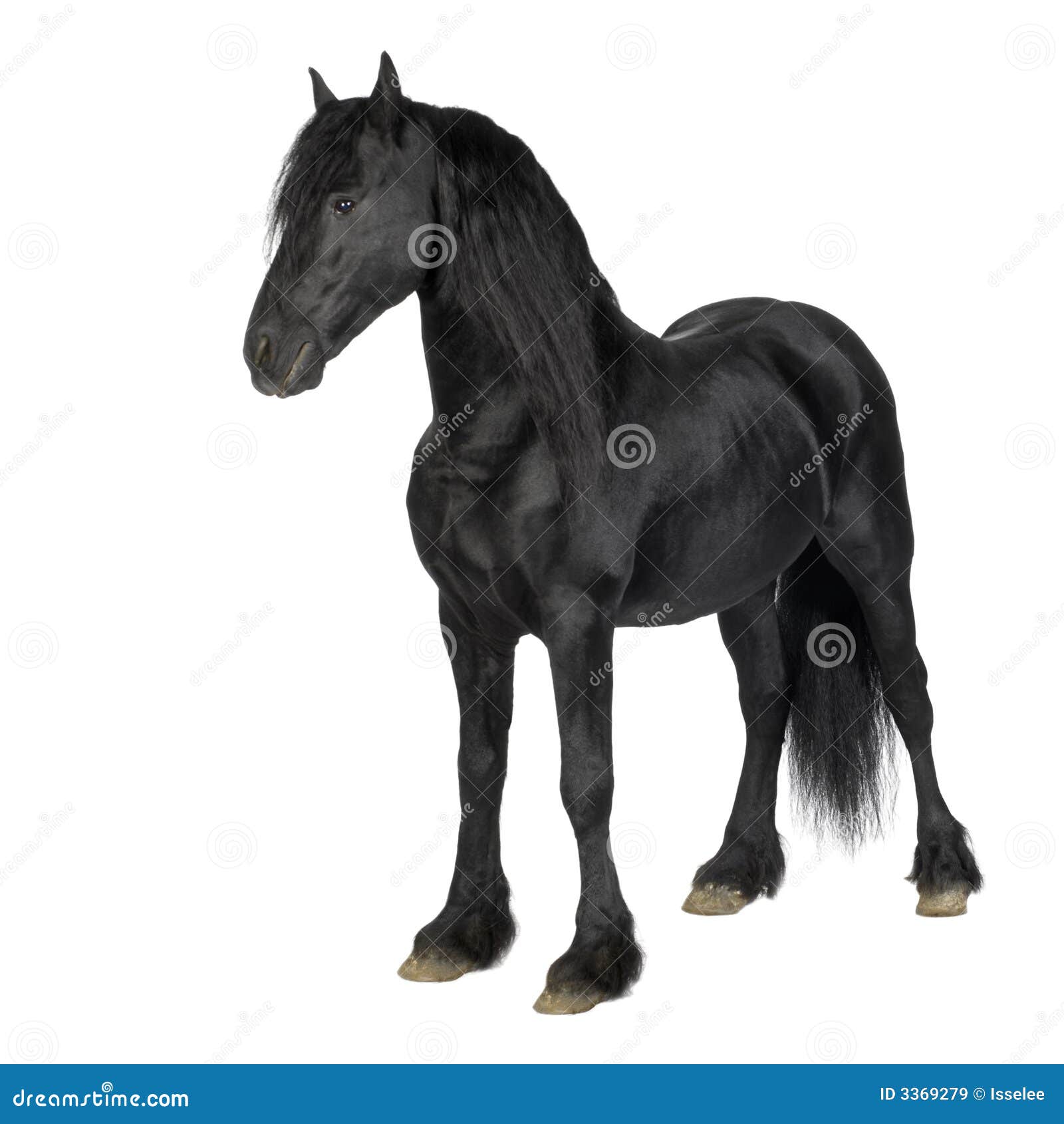 Friesian Horse Stock Image | CartoonDealer.com #3369271