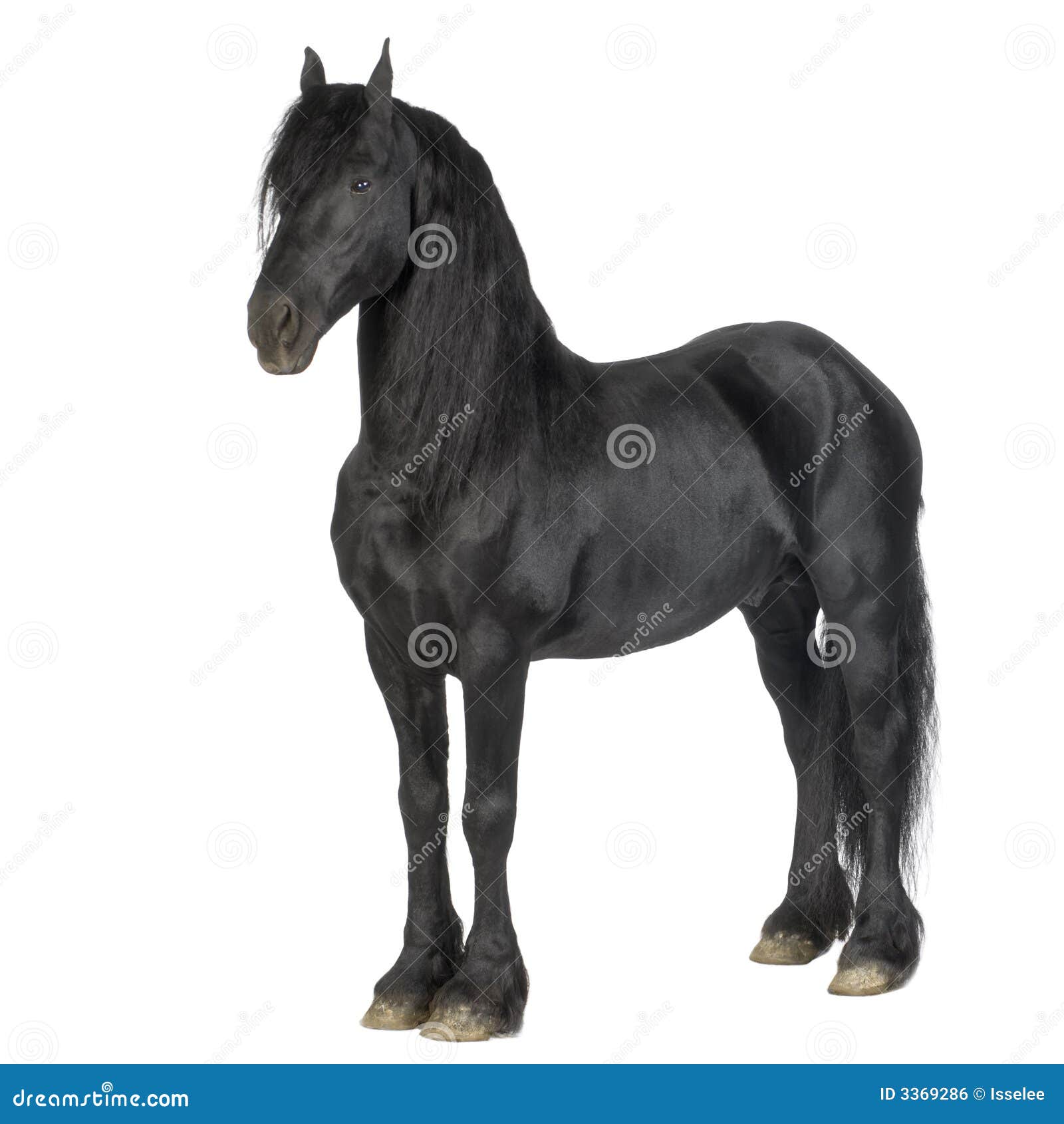 Friesian Horse Stock Photo | CartoonDealer.com #3369276