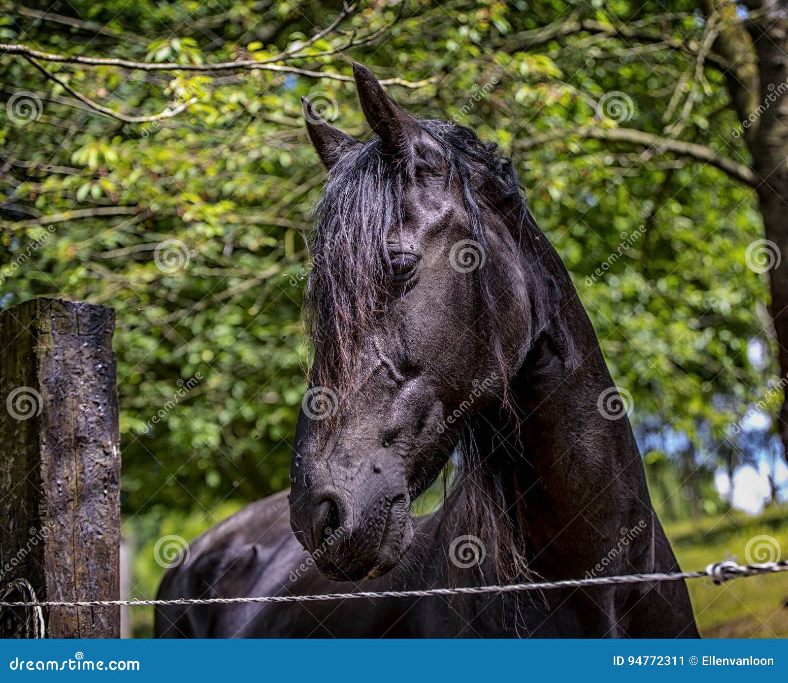 Friesian horse stock image. Image of friesian, fresian - 94772311