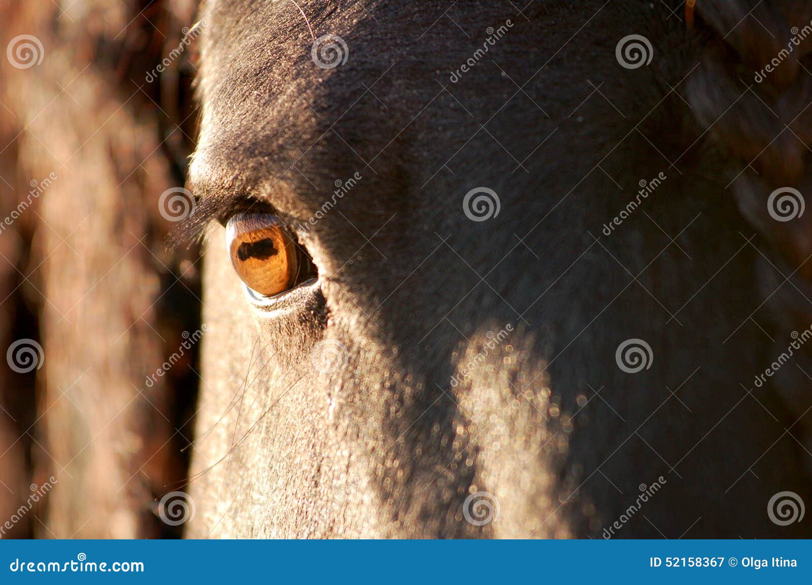 Friesian horse eye closeup stock image. Image of look - 52158367