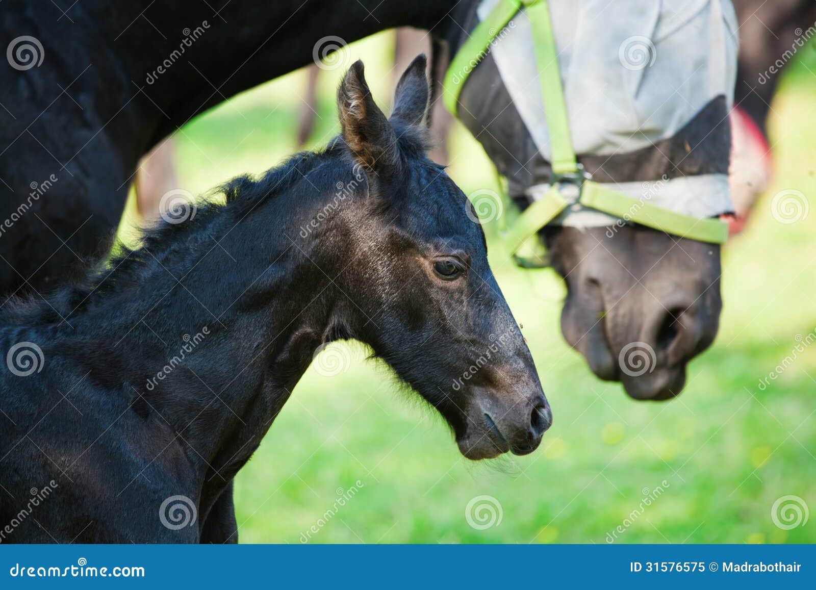Friesian horse with foal stock image. Image of mother - 31576575