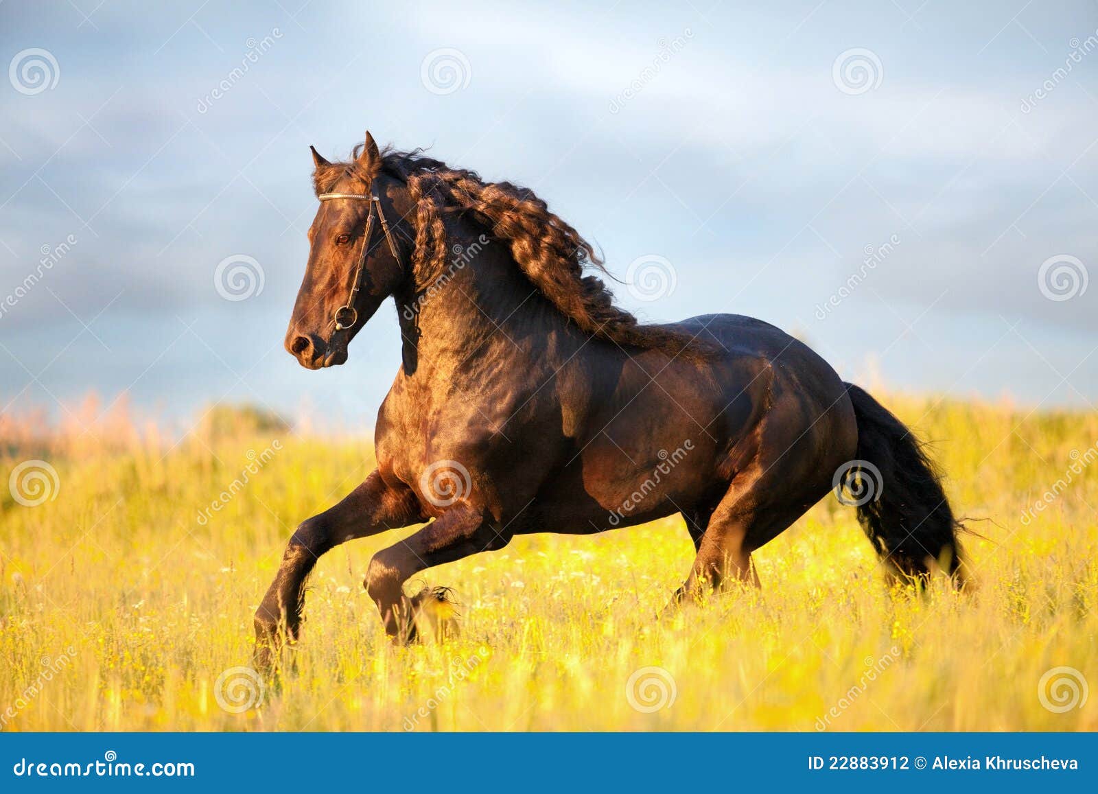 Friesian Horse Gallop in Field Stock Photo - Image of glassland, field ...