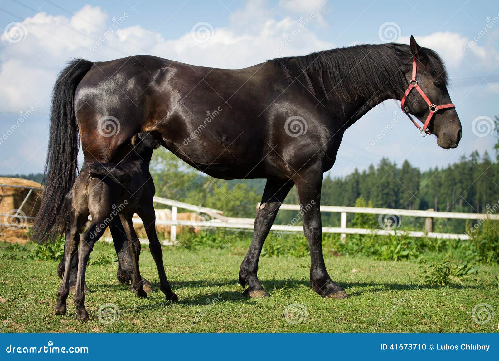 Friesian Horse Mare with Foal Stock Photo - Image of stallion, mare ...