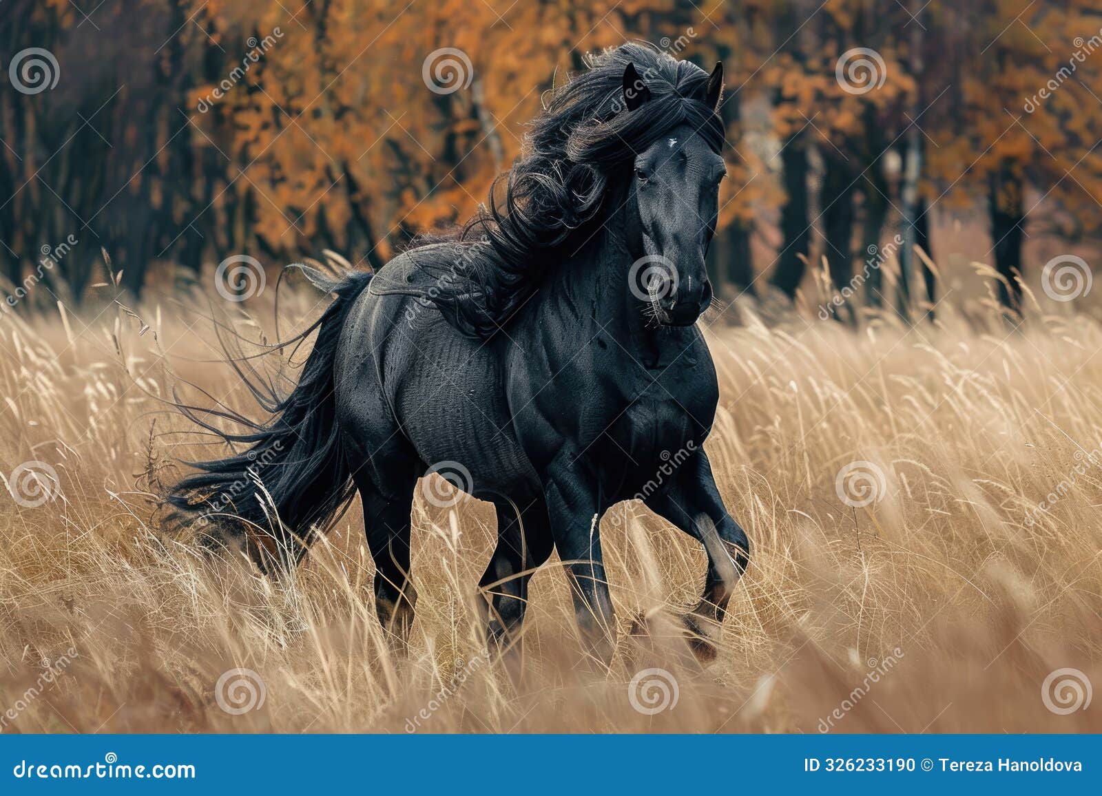 Friesian Horse In Nature Stock Photography | CartoonDealer.com #326233190