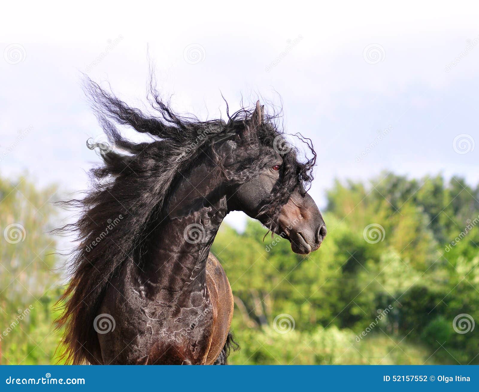Friesian Horse Portrait with Long Mane Stock Photo - Image of portrait ...
