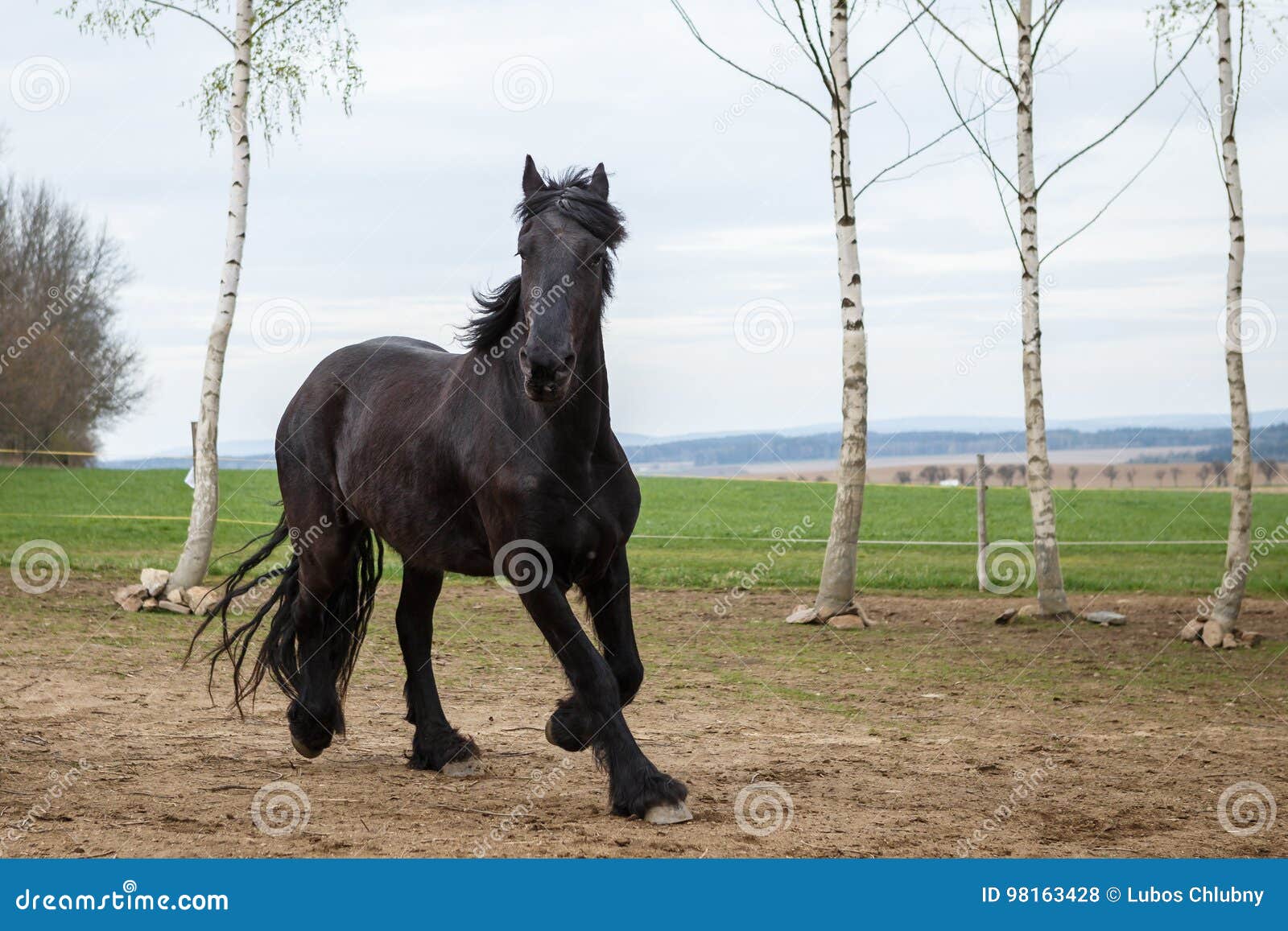 Friesian horse running stock photo. Image of beautiful - 98163428