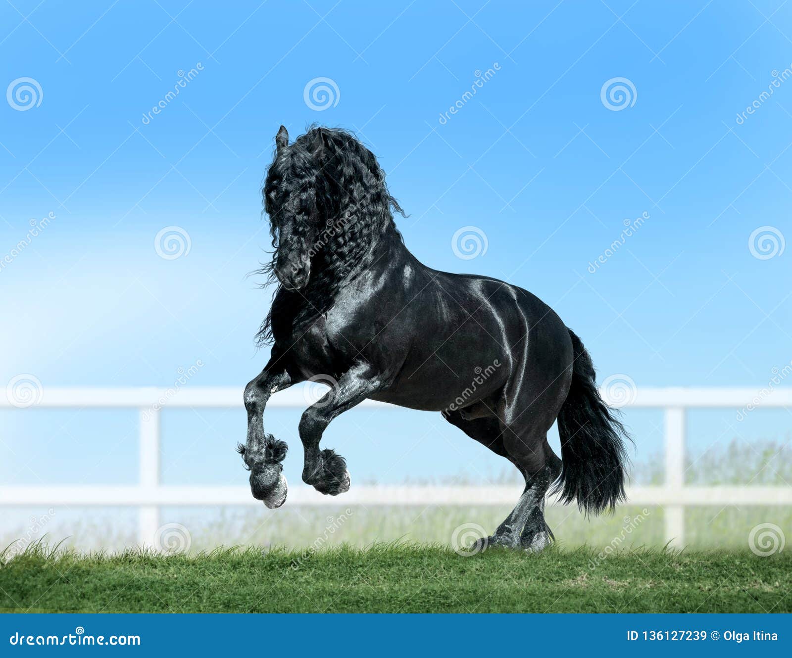 Friesian Horse Runs Free in Summer Paddock Stock Image - Image of jump ...