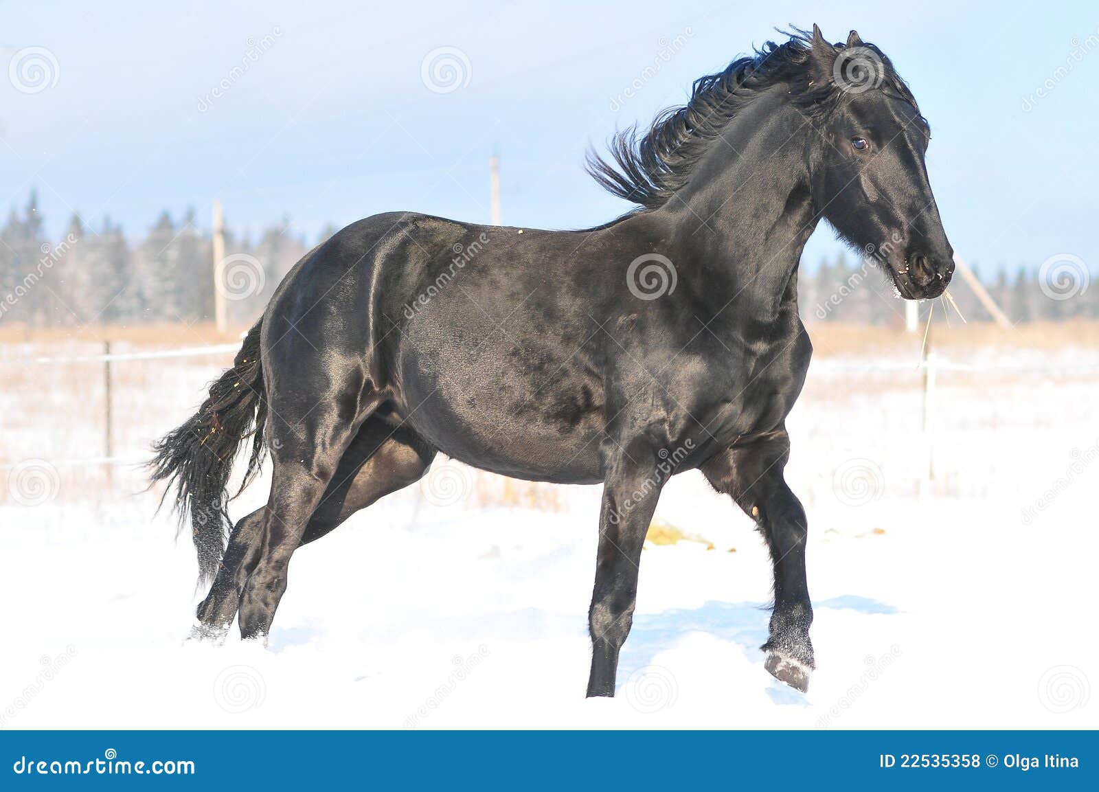 Friesian horse in winter stock photo. Image of cold, equestrian - 22535358