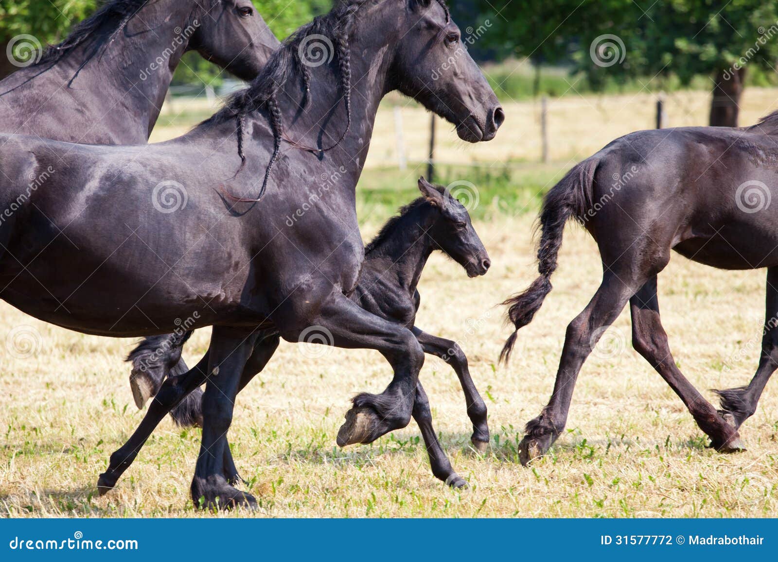 Friesian Horses with a Cute Foal Stock Photo - Image of horses ...
