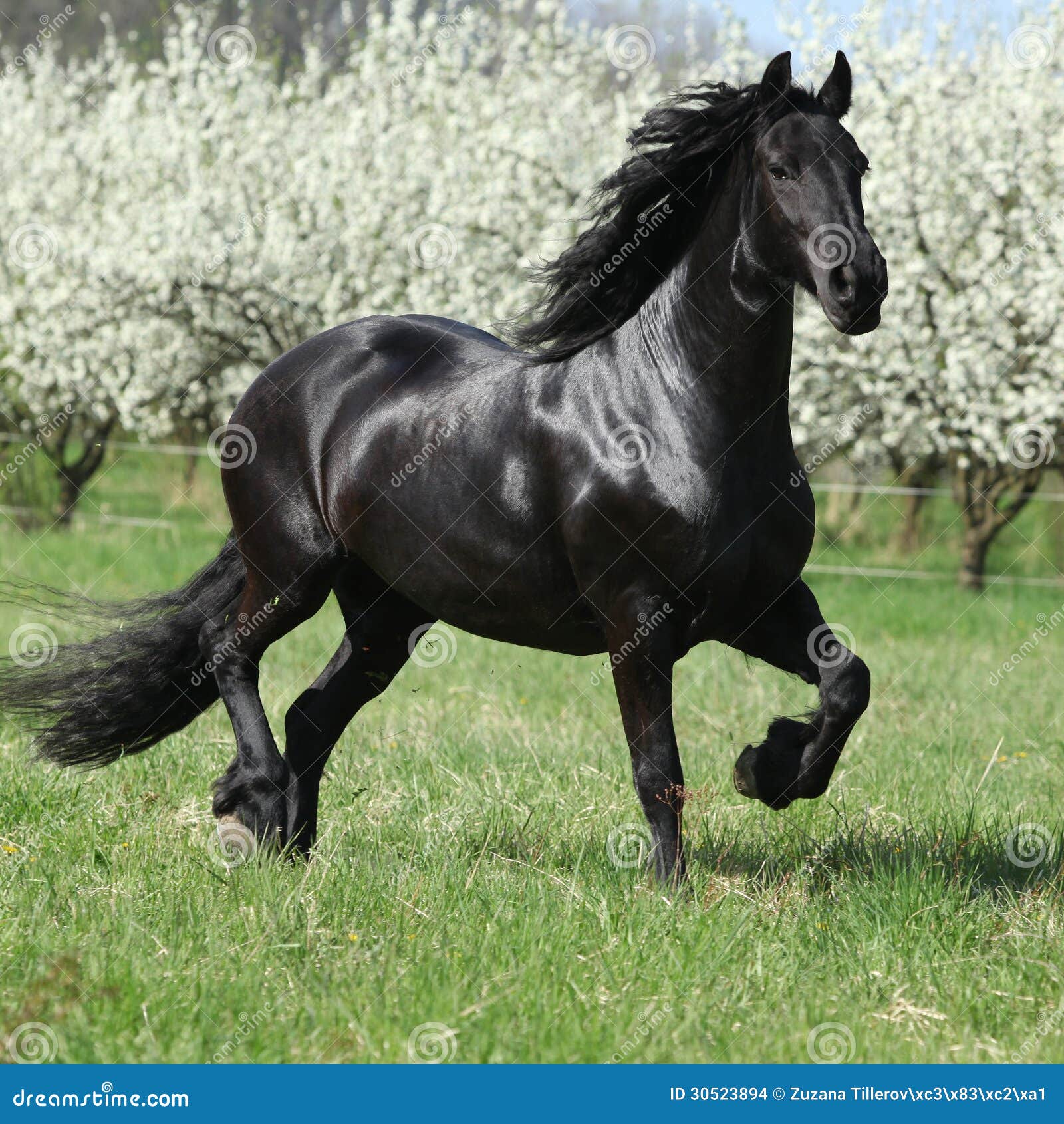 Friesian Mare in Front of Flowering Plum Trees Stock Photo - Image of ...