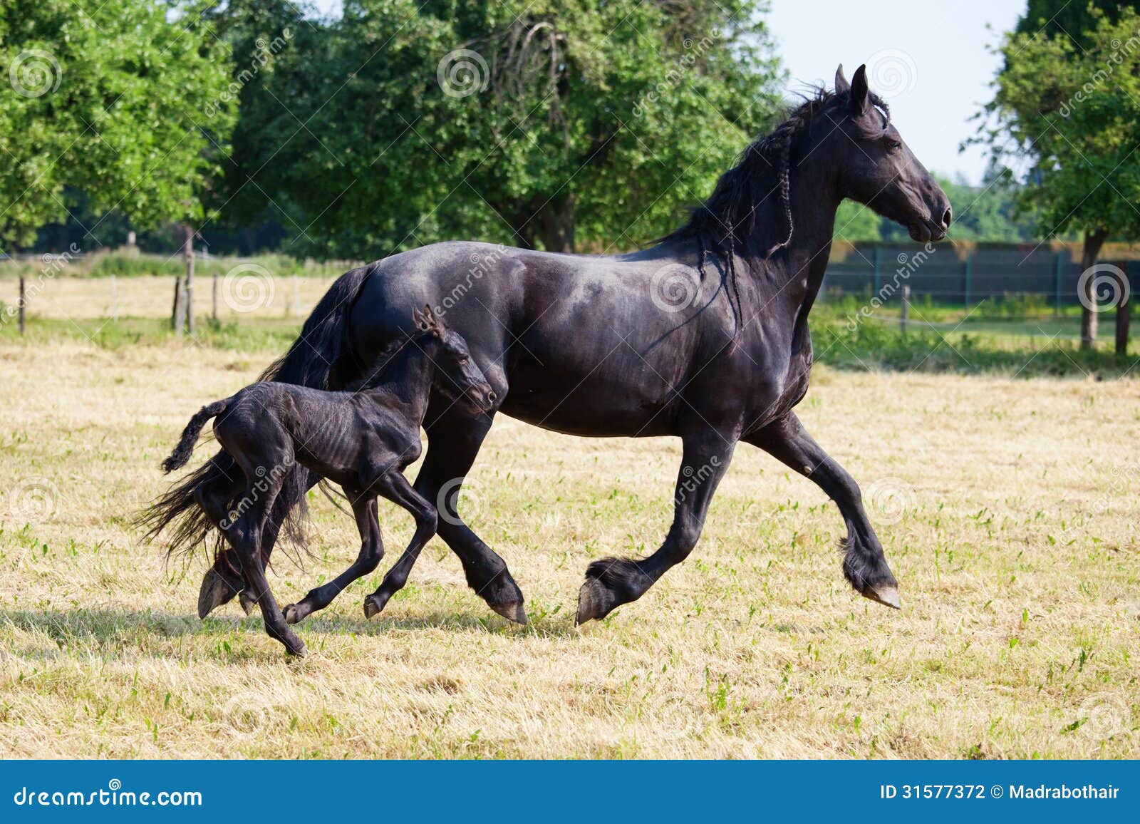 Friesian Paard Met Veulen Het Lopen Stock Foto - Image of bescherm ...