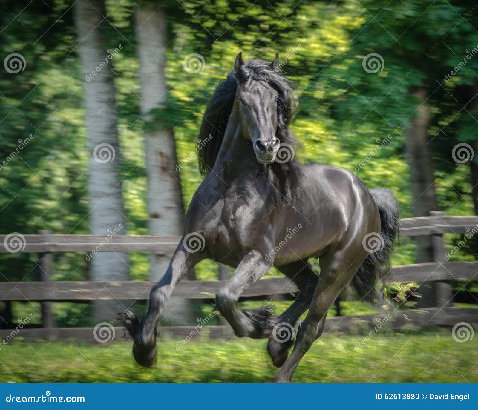Friesian Stallion Galloping Stock Photo - Image of temperament, green ...