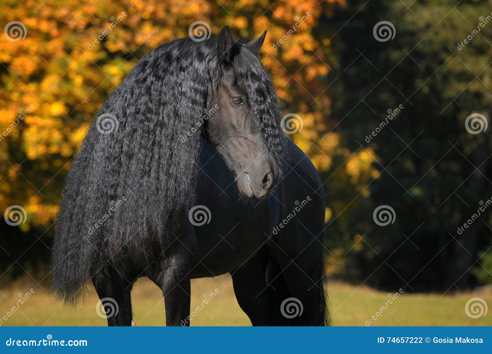 Friesian stallion stock photo. Image of horses, stable - 74657222