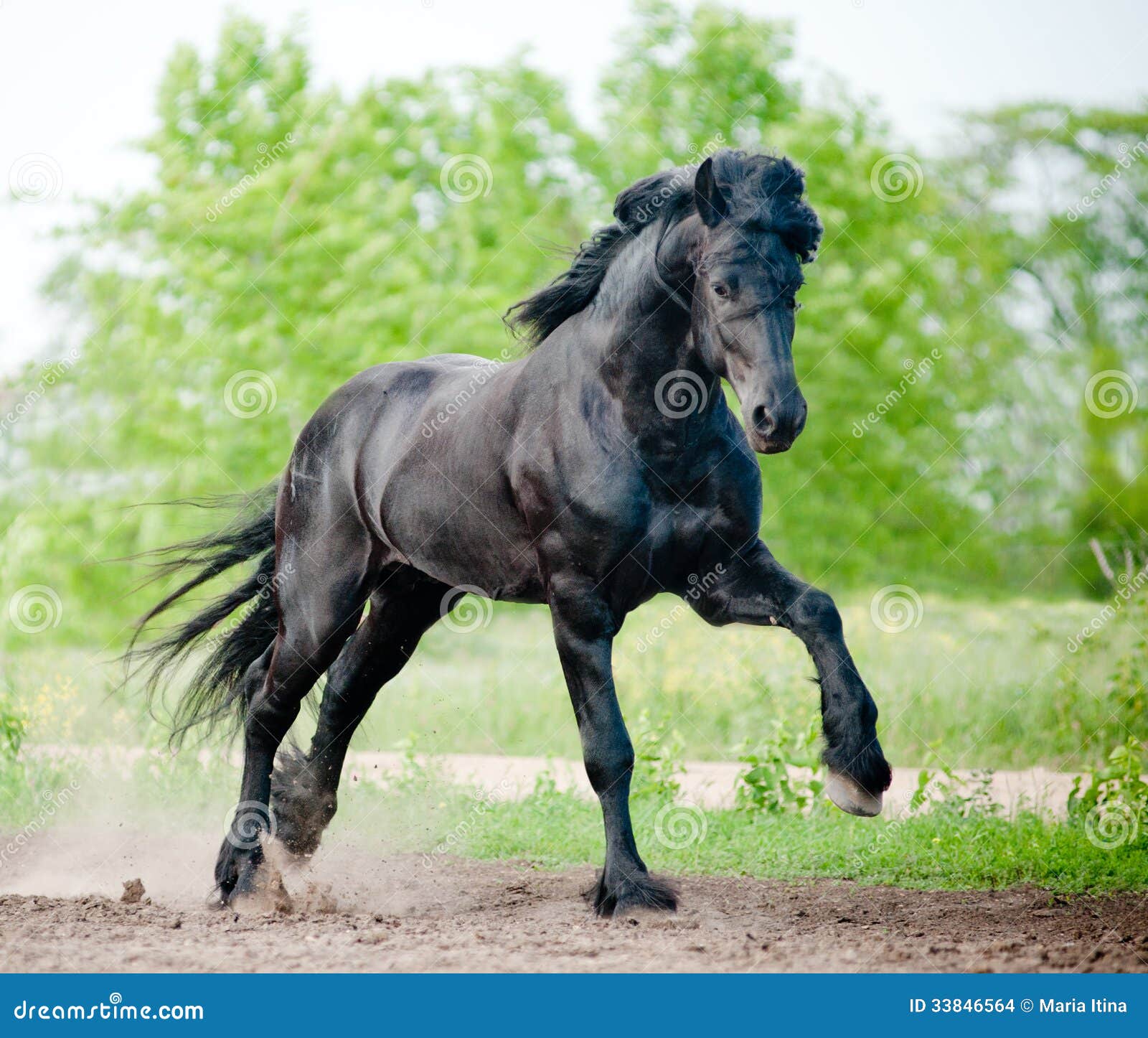 Friesian stallion running stock photo. Image of spring - 33846564