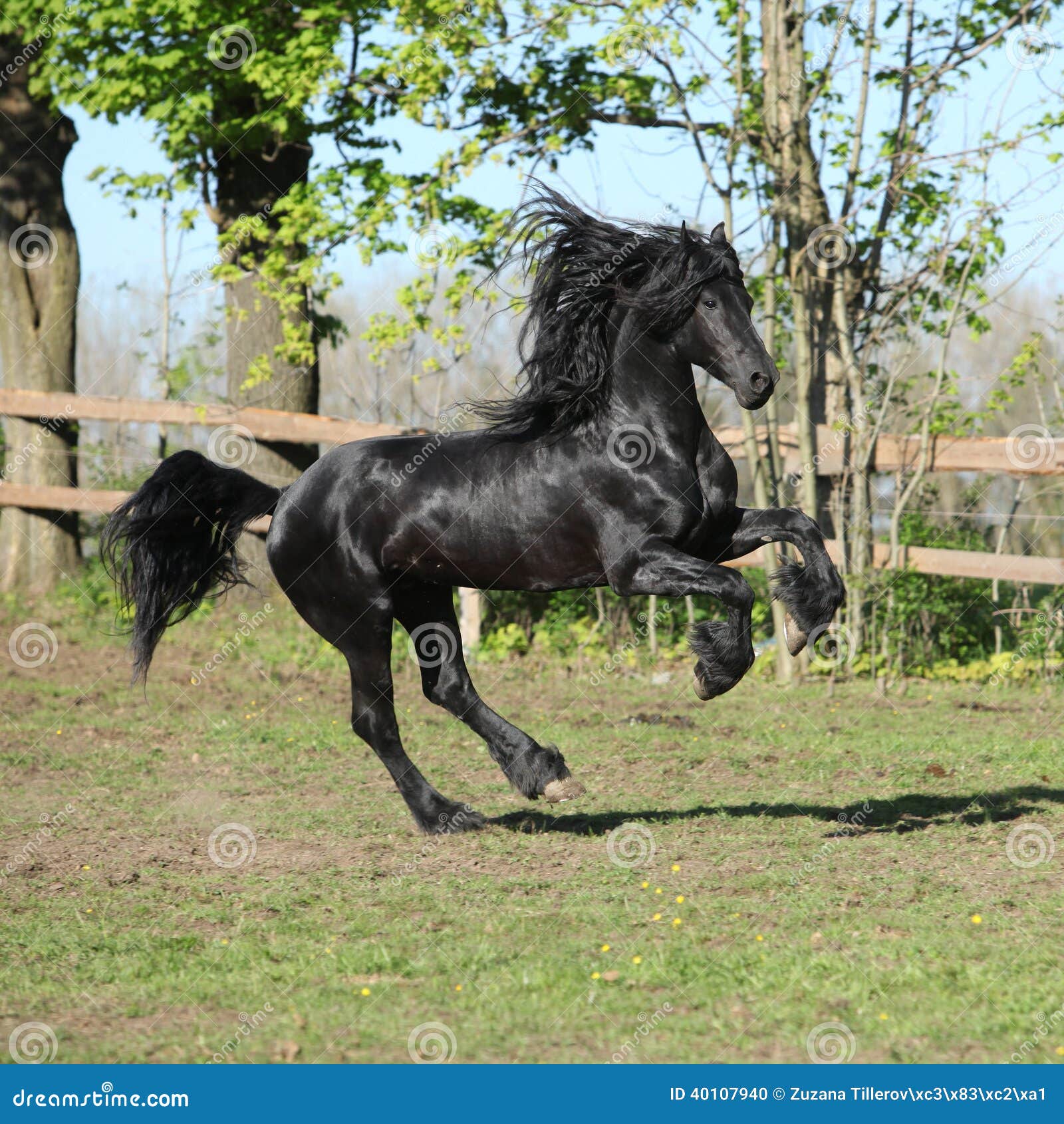 Friesian stallion running stock photo. Image of equestrian - 40107940