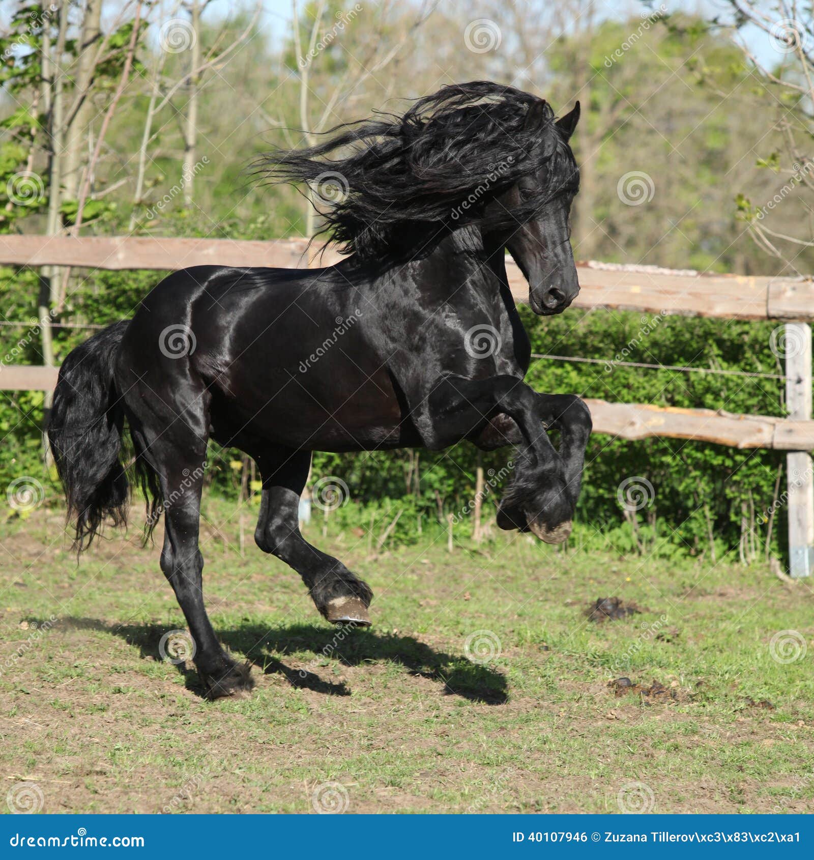 Friesian stallion running stock photo. Image of fast - 40107946