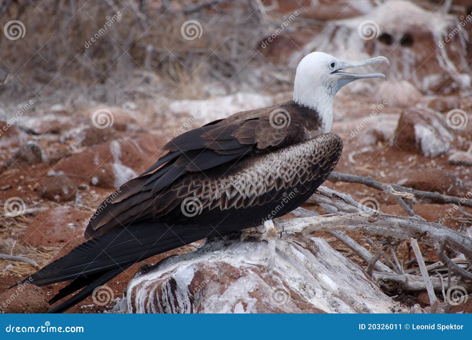 Female Frigate Bird Feeding Stock Photography | CartoonDealer.com #66993020