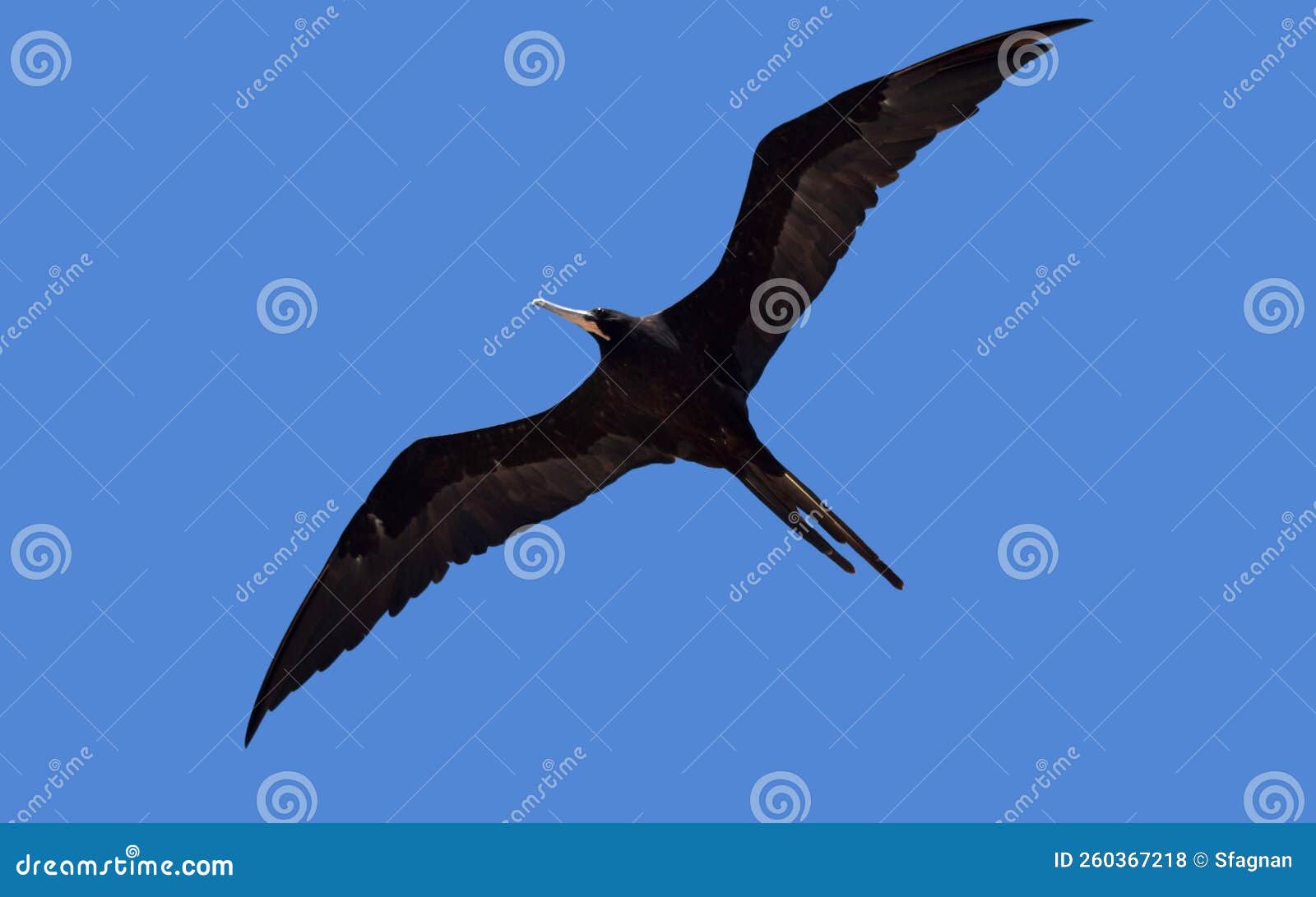 Frigate Bird on Blue Sky Background Stock Photo - Image of black, wing ...