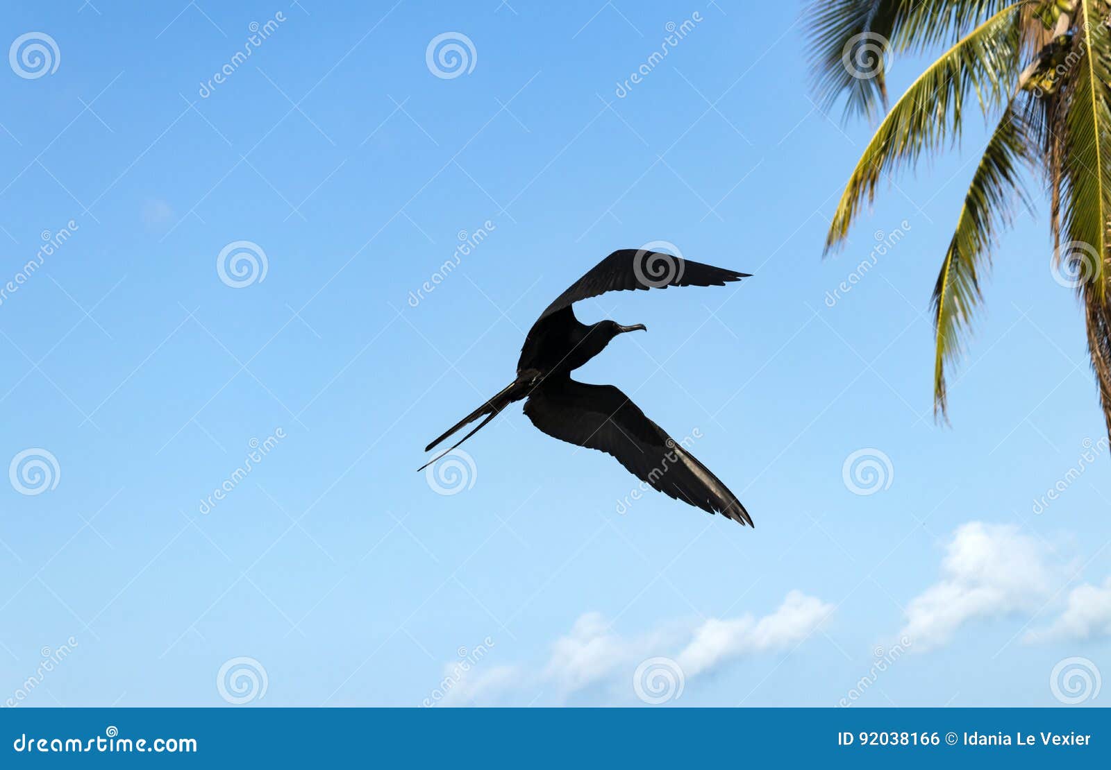 Frigate bird stock photo. Image of boat, birds, atlantic - 92038166